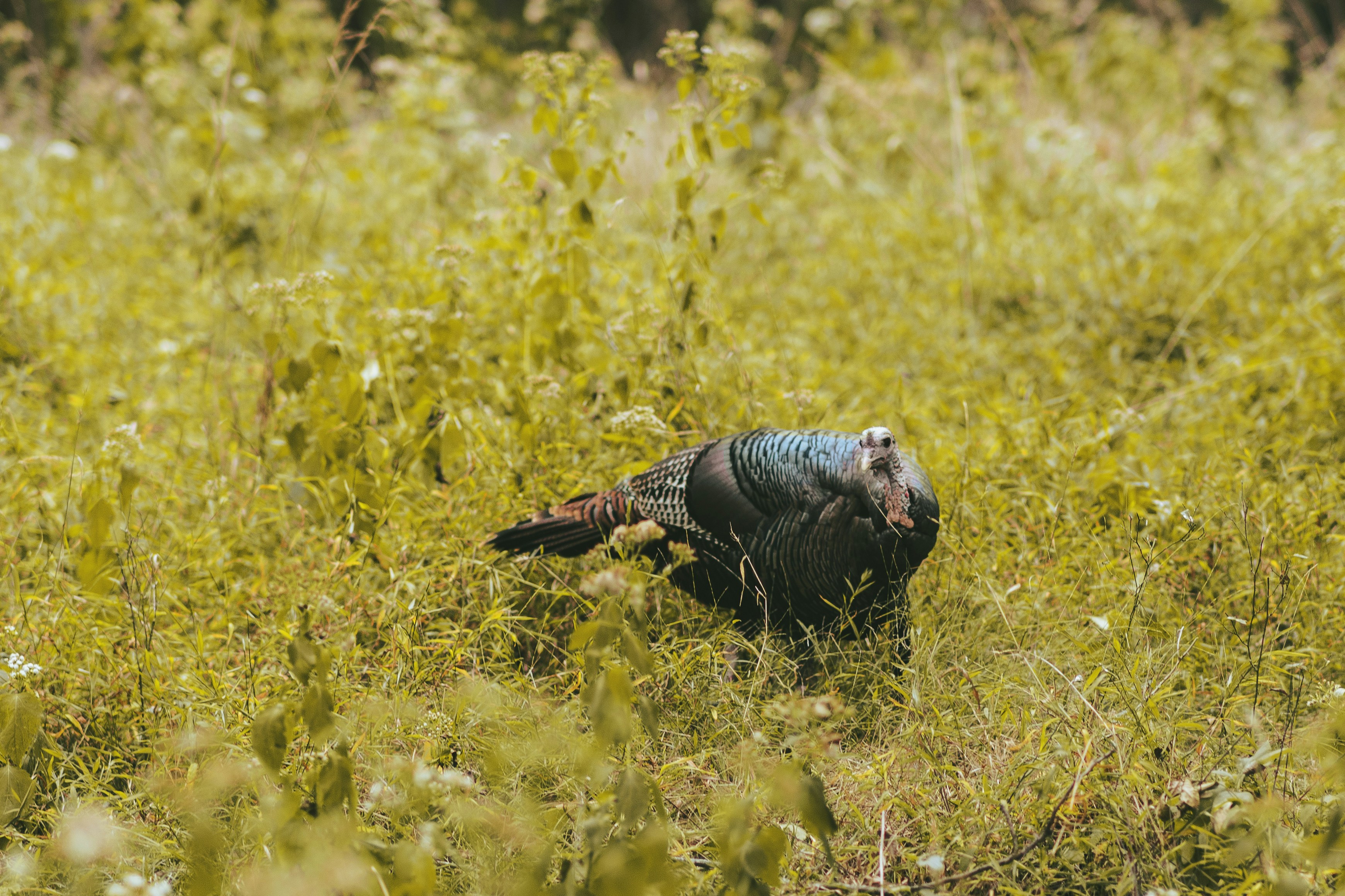 Golden Grass, Quiet Gaze: A Wild Turkey Lurks in the Field