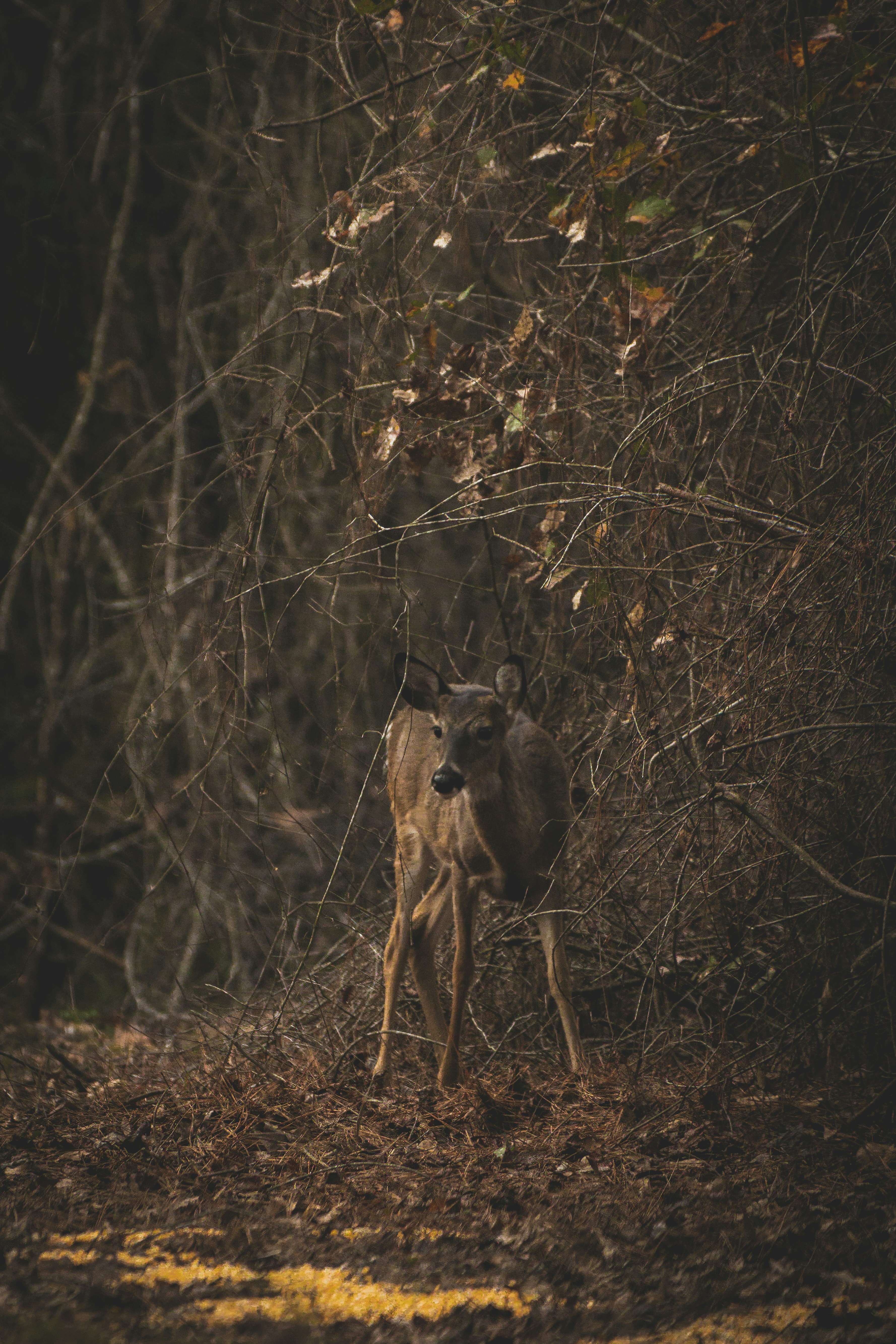 Photo by Stephen Scarboro with Canon EOS R6