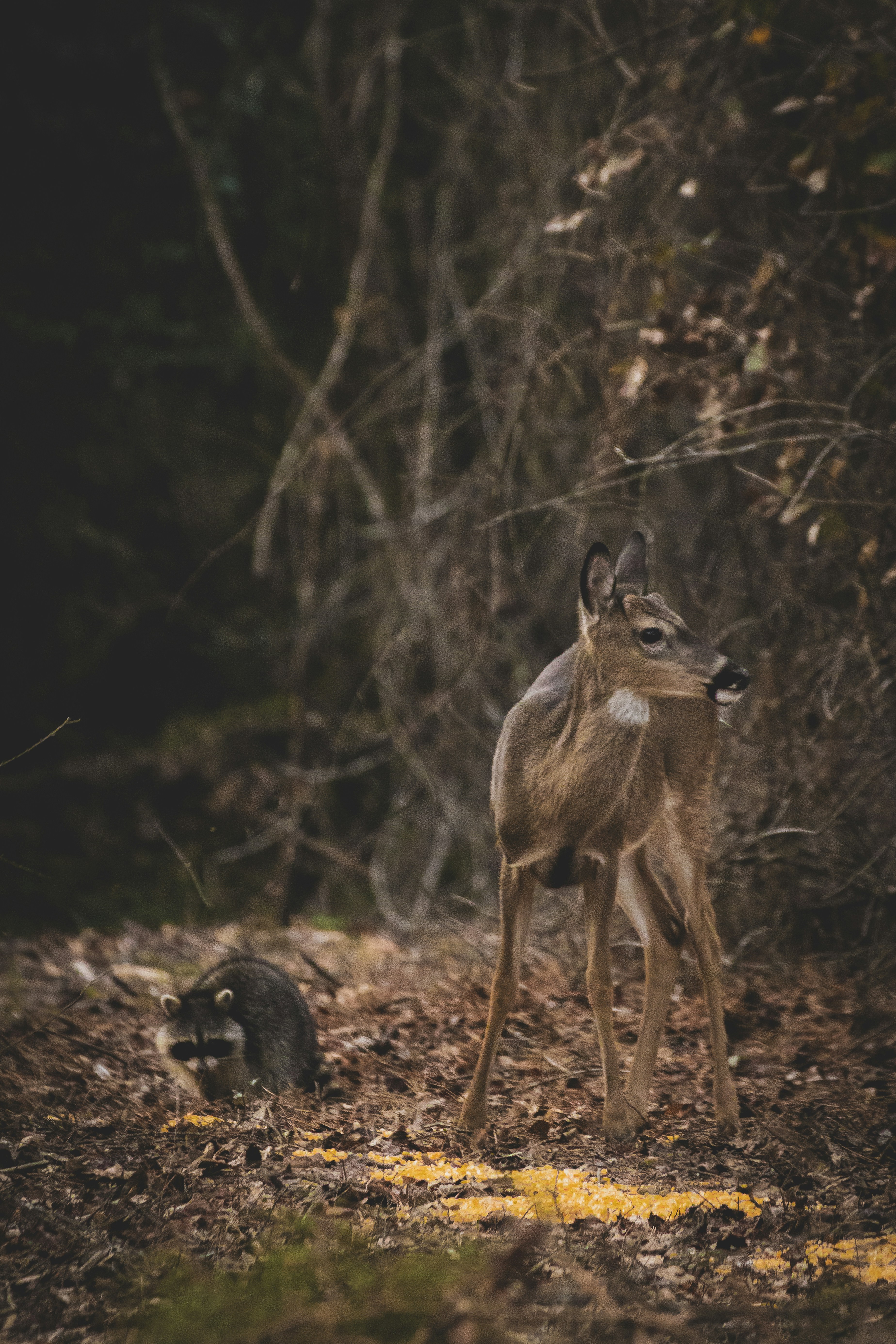 Dusk Pause at the Forest Edge: A Deer Halts amid Leaf-Litter