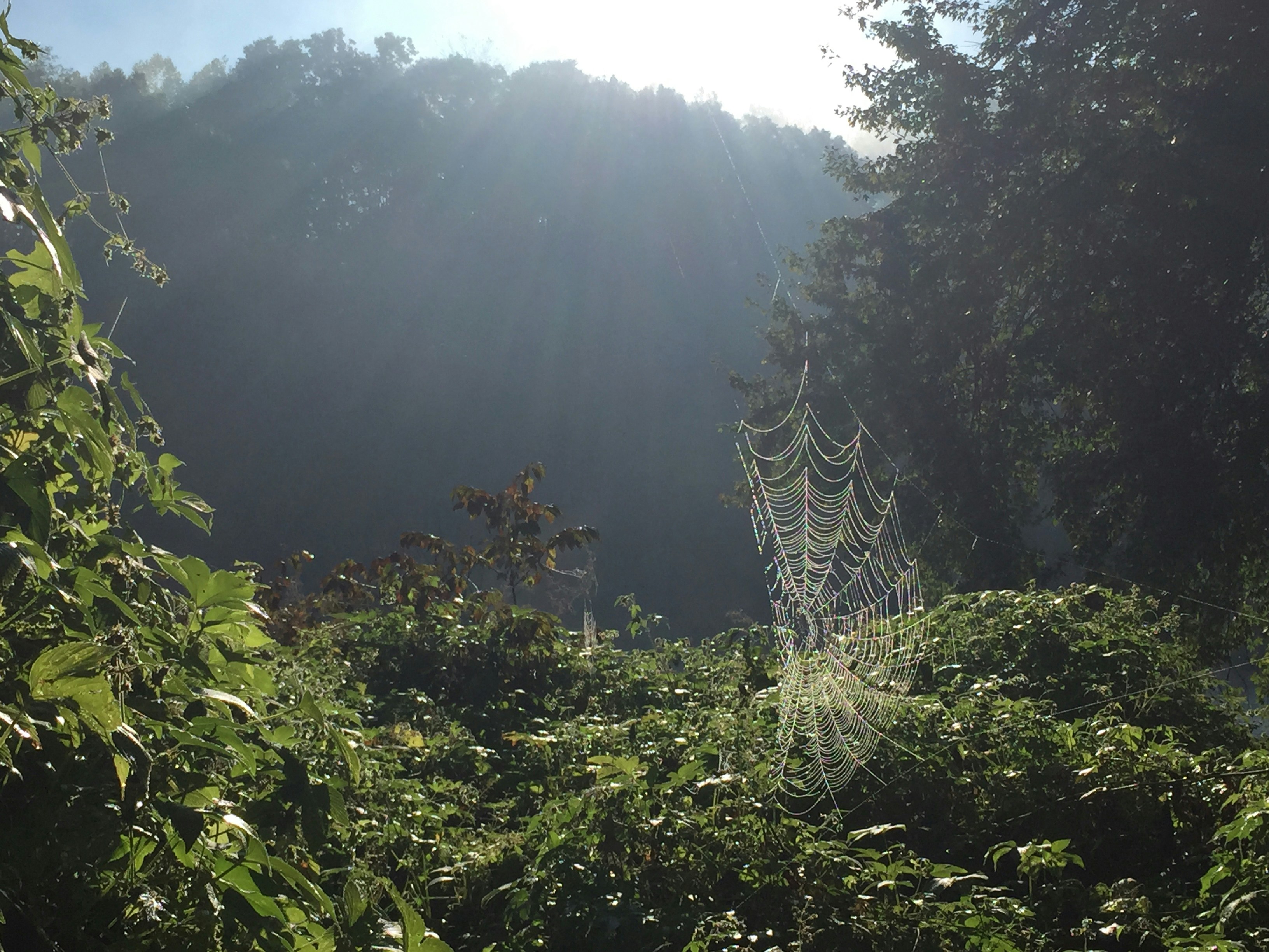 Dawn's Silk Over Green: A Sunlit Spider Web in a Quiet Hedge
