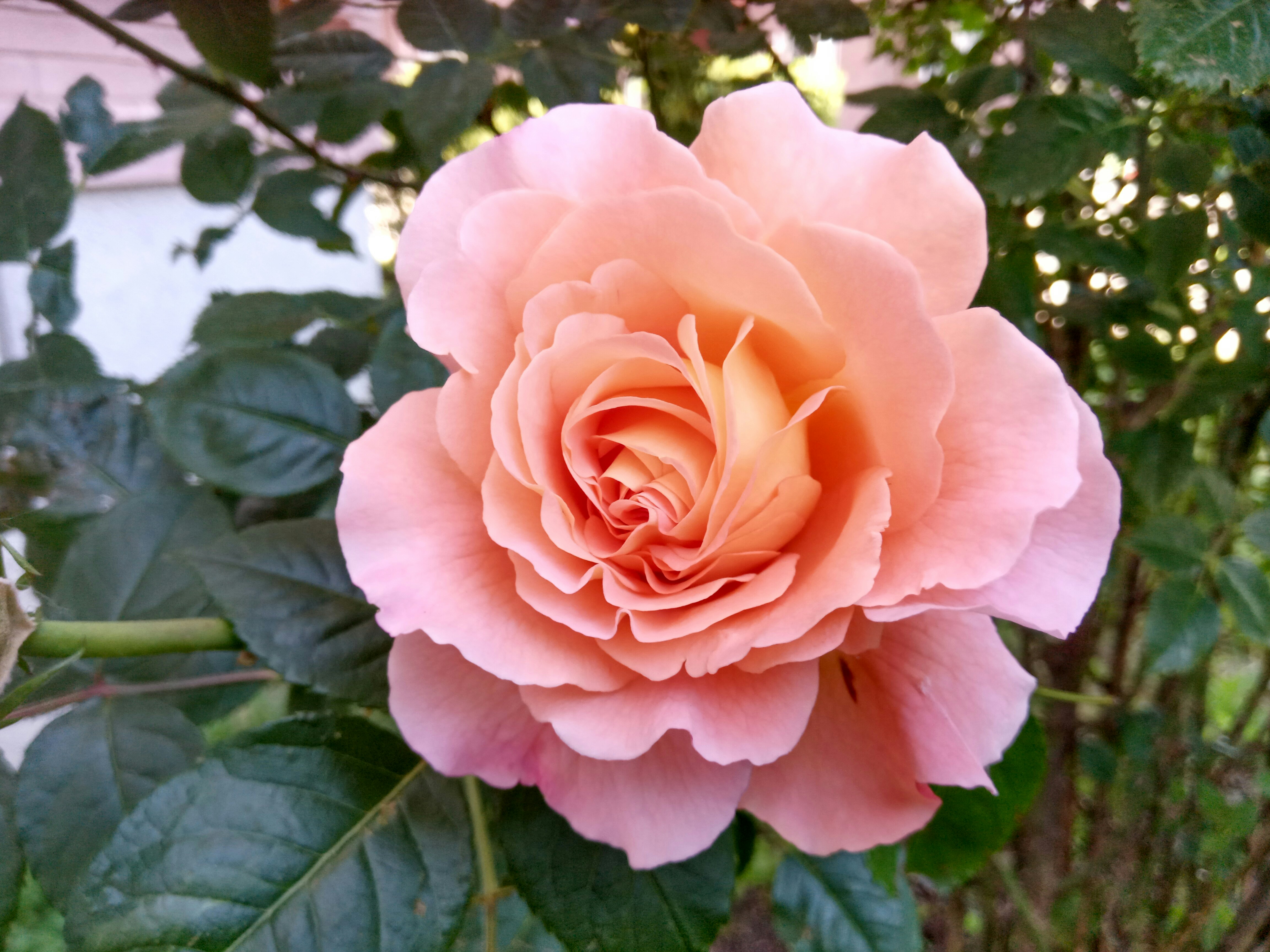 Задумчивая нежная роза. Теремки 2, Киев