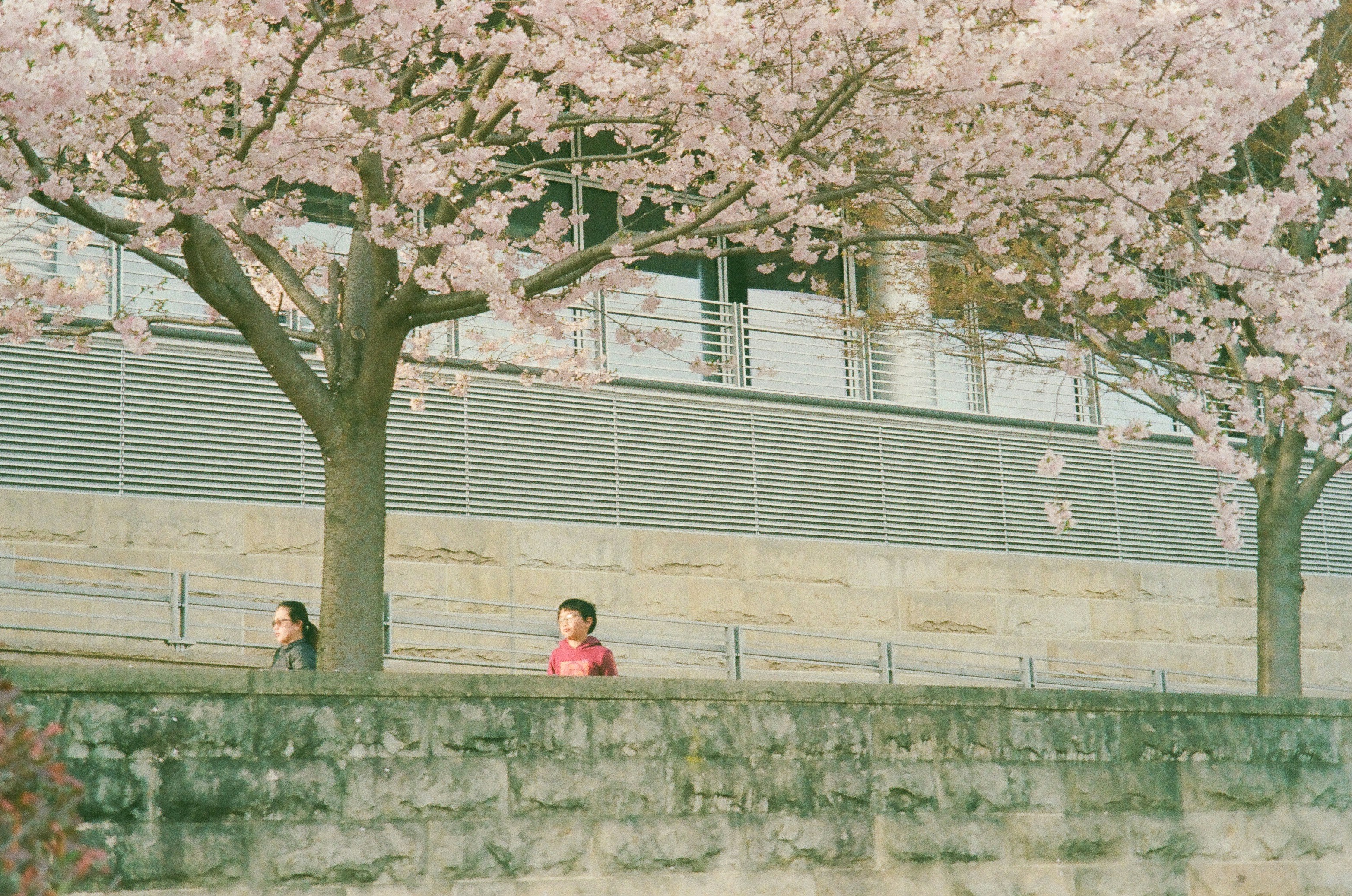 Spring Stroll Beneath Cherry Blossoms