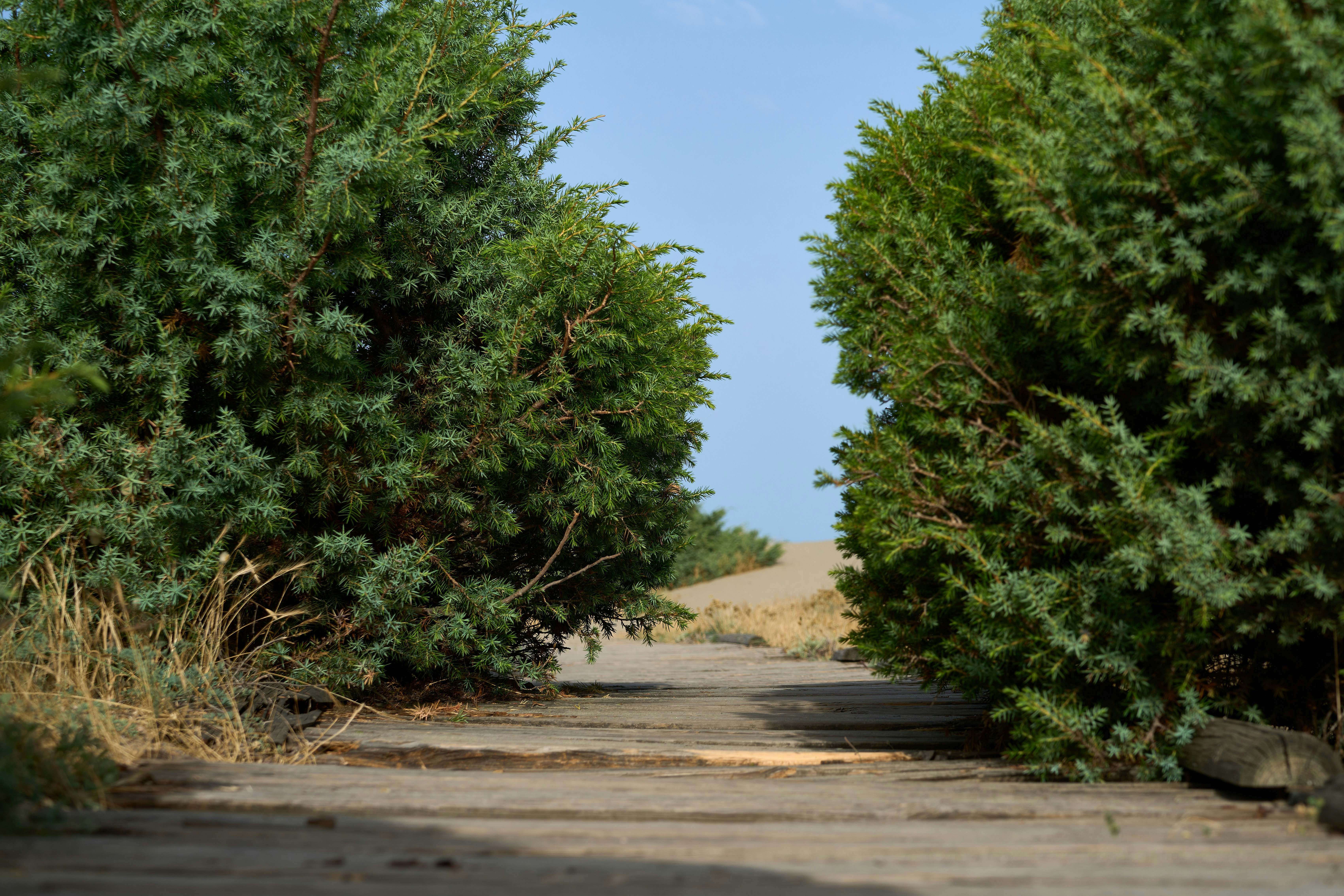 Between Green Corridors: A Boardwalk Toward Sunlit Dunes