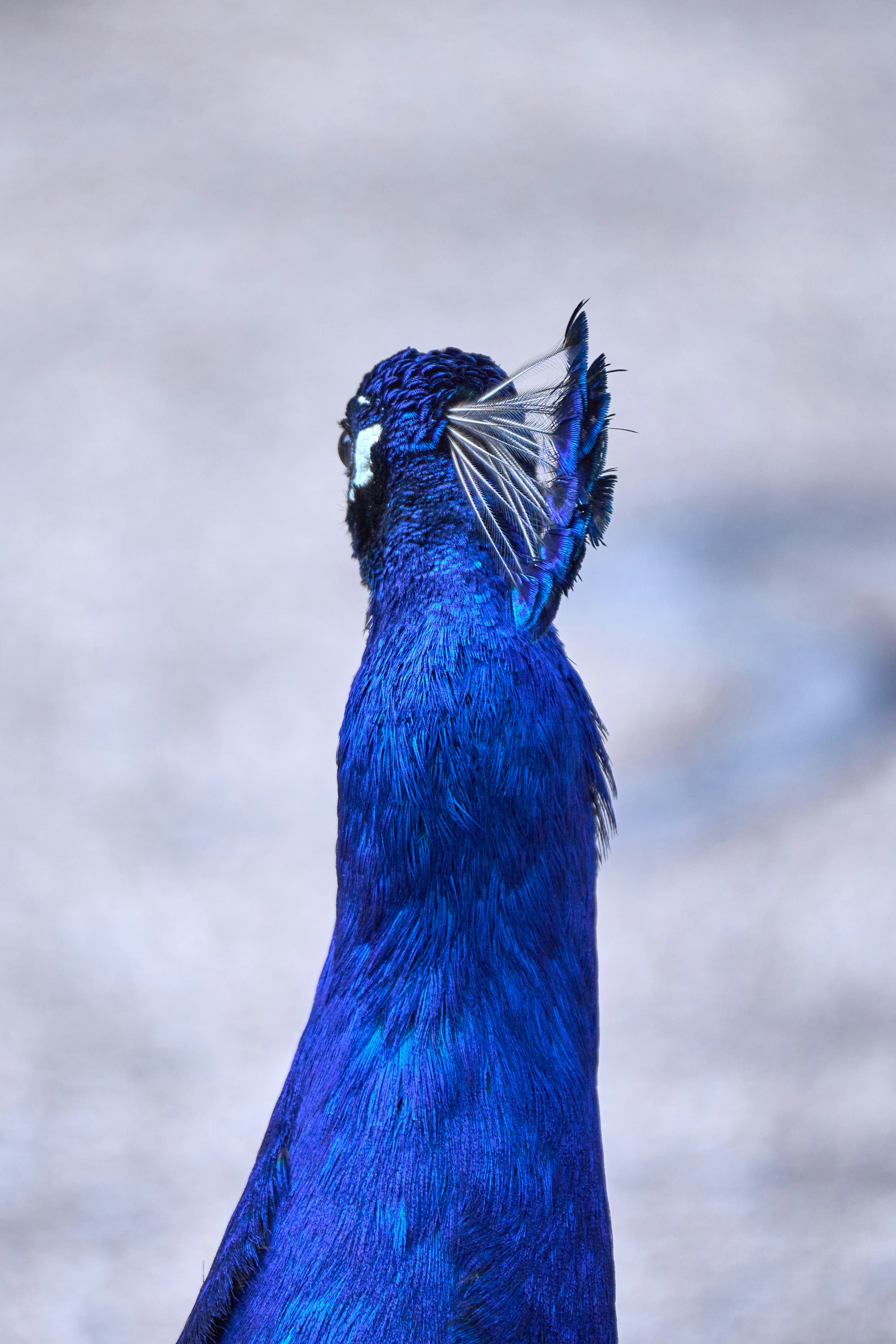 Photo by Wolfgang Hasselmann with Sony Alpha 7 IV