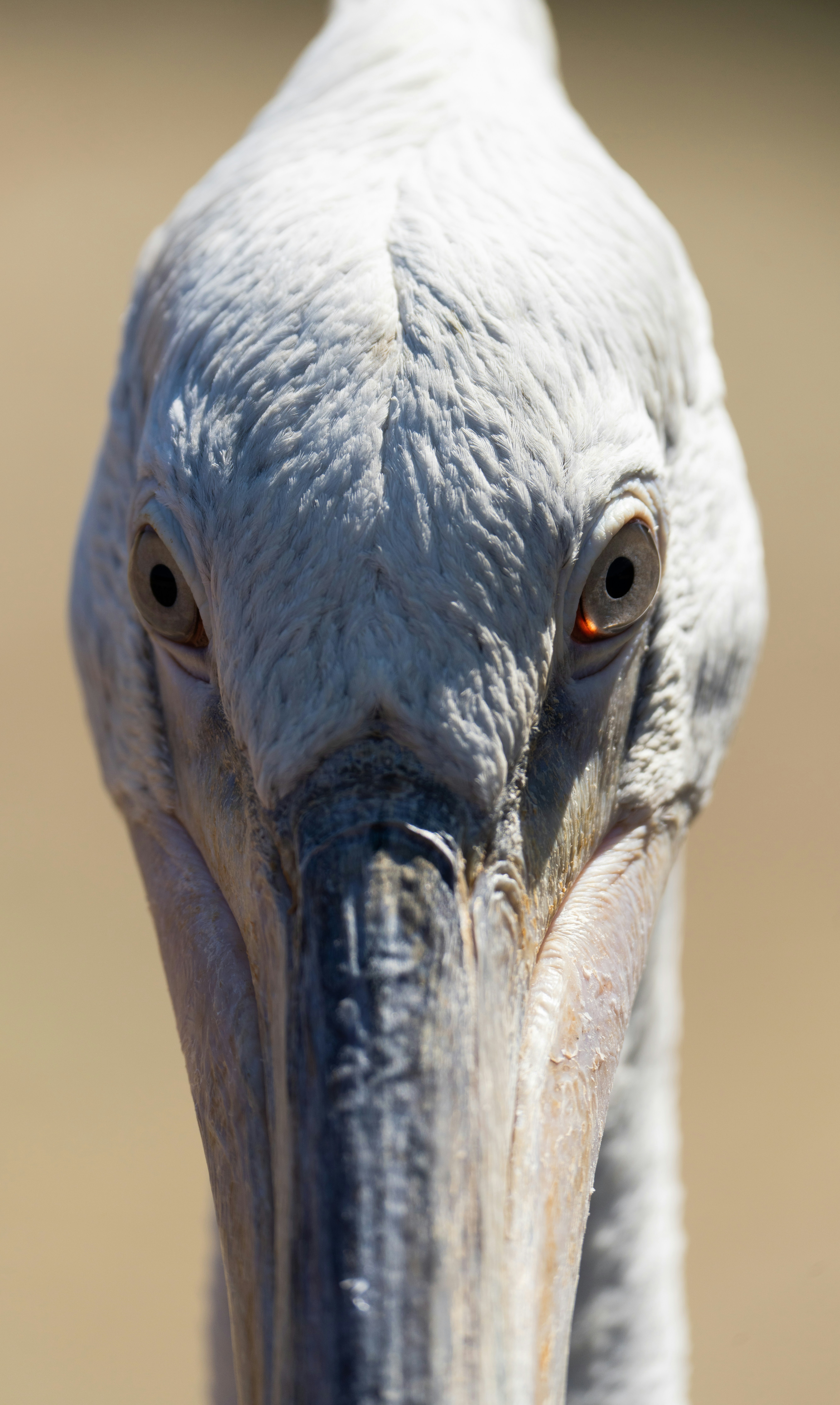 Pelican Gaze: A Close-Up Portrait of Feather and Beak