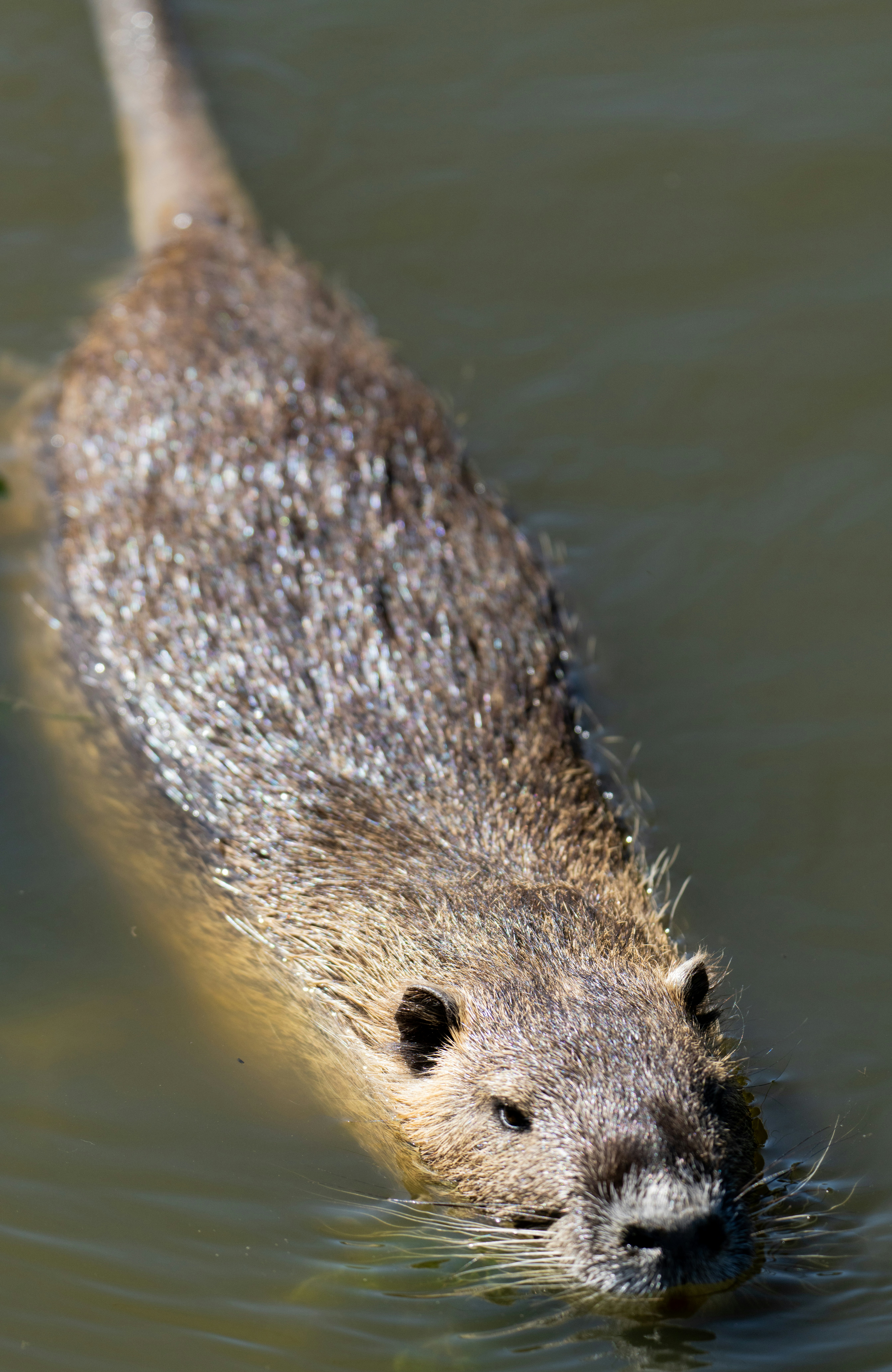 A beaver is swimming in the water photo – Free Bobr kurwa Image on Unsplash