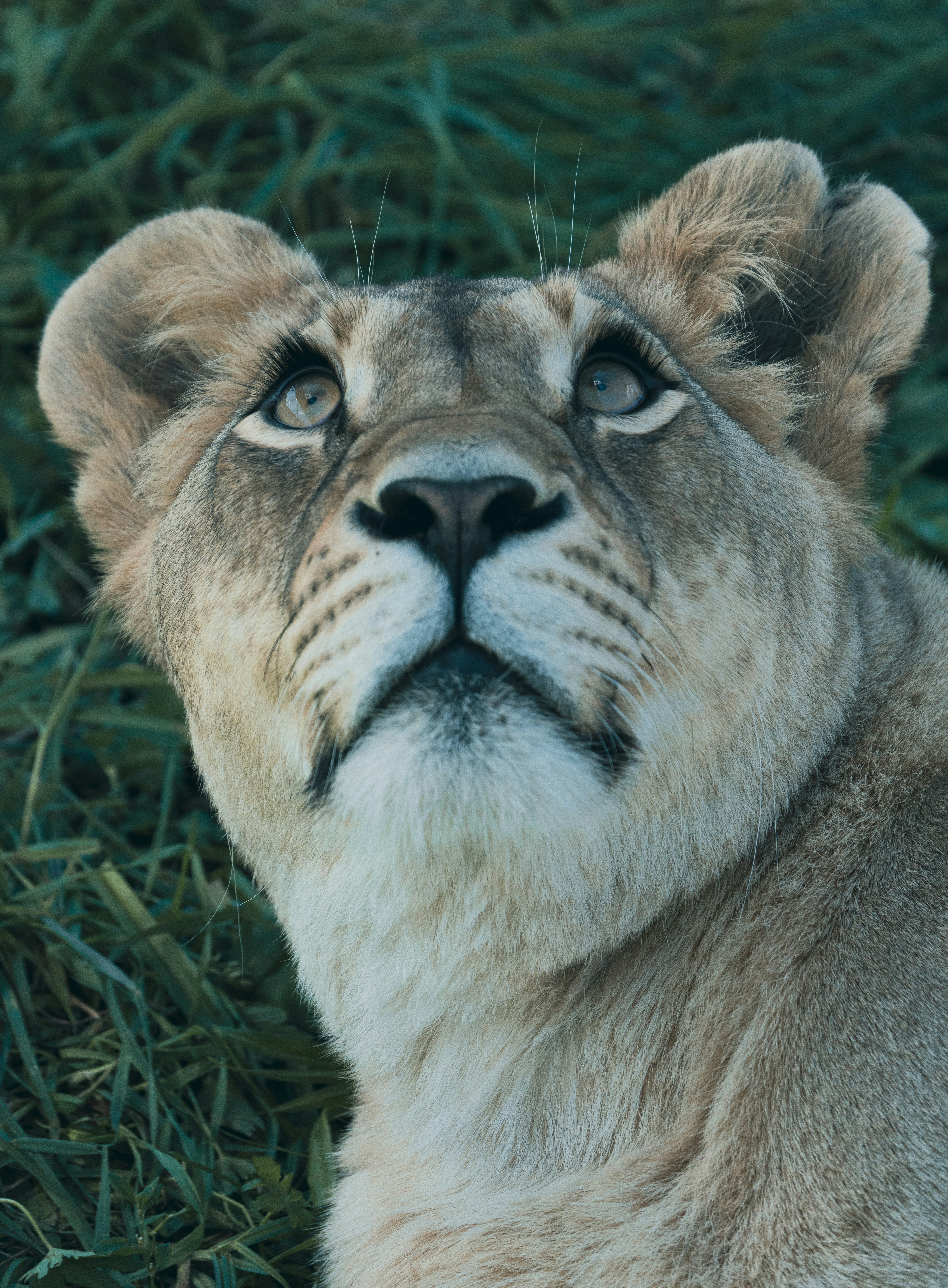 A close up of a lion laying in the grass photo – Free Lion face Image ...