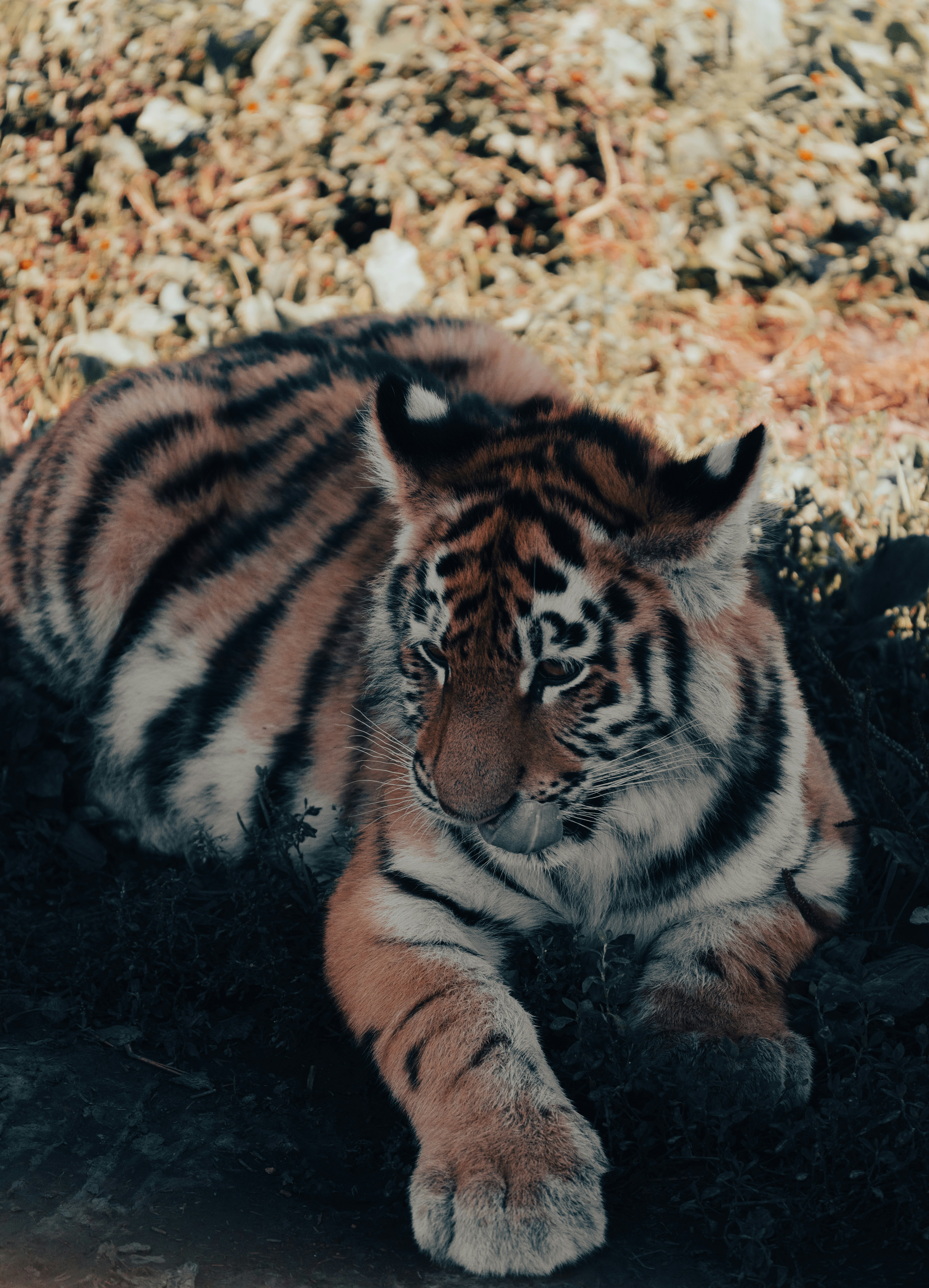 A tiger laying on the ground in a field photo – Free Animal Image on ...