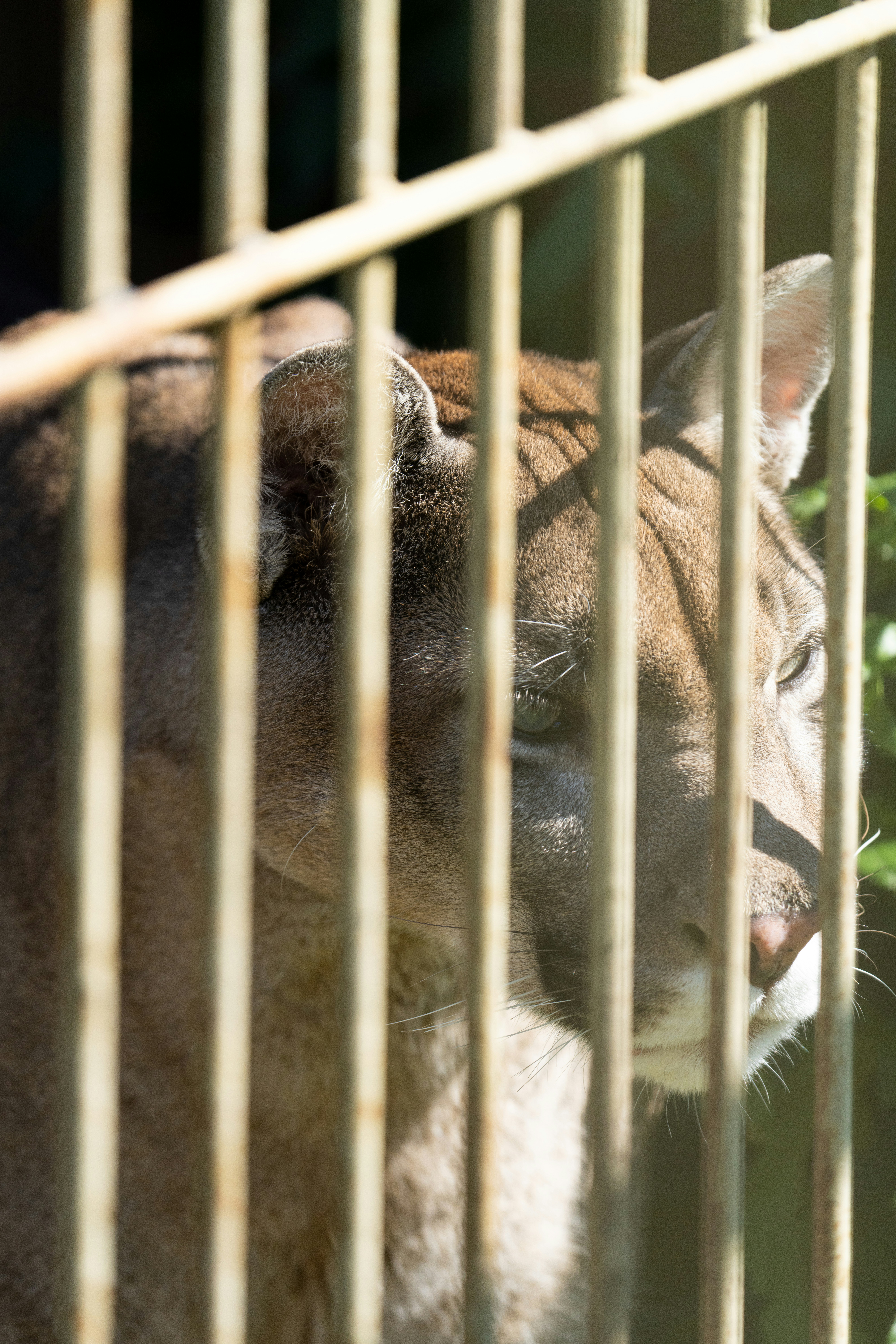 Quiet Gaze Through the Bars
