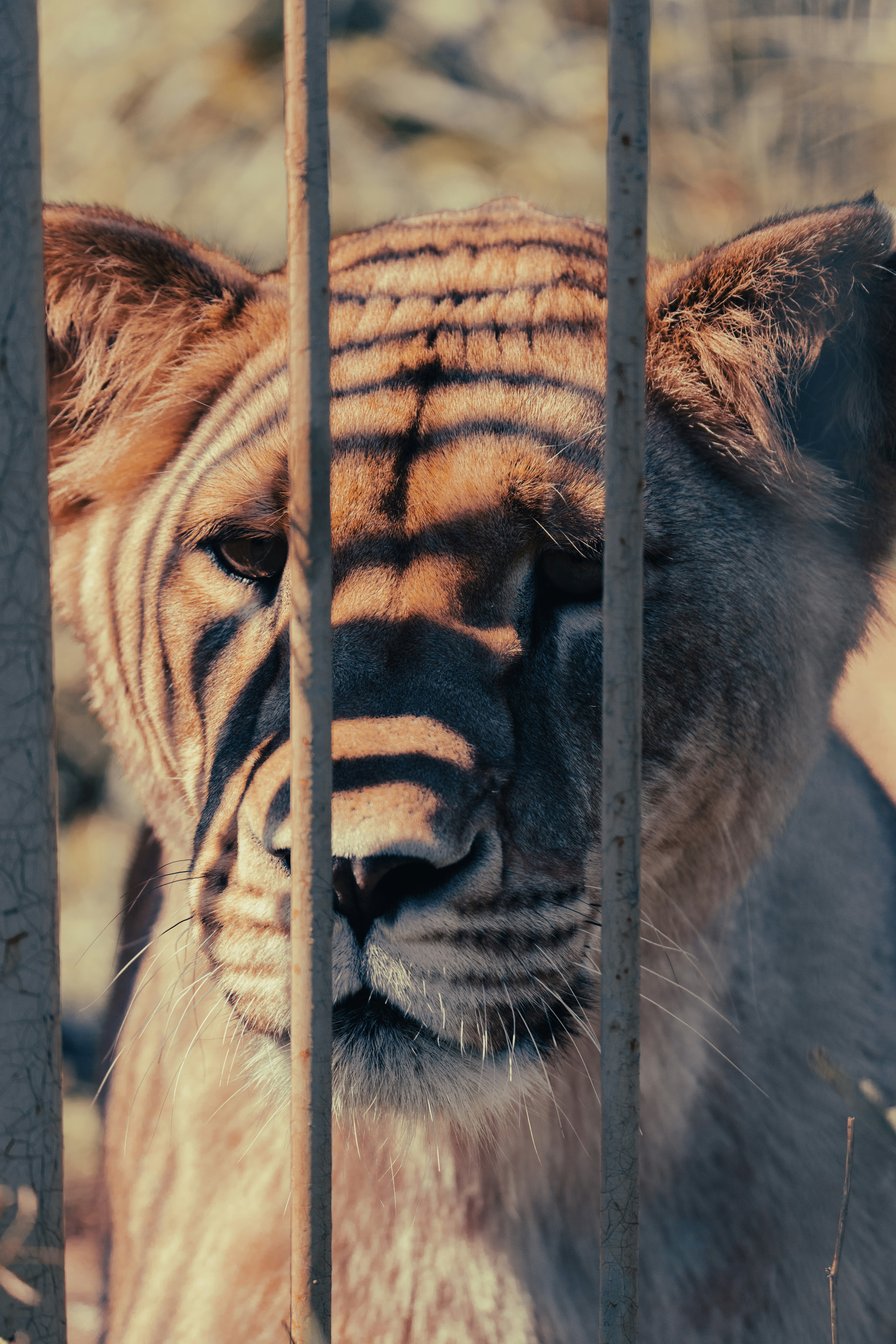 A close up of a lion behind a fence photo – Free Cage Image on Unsplash