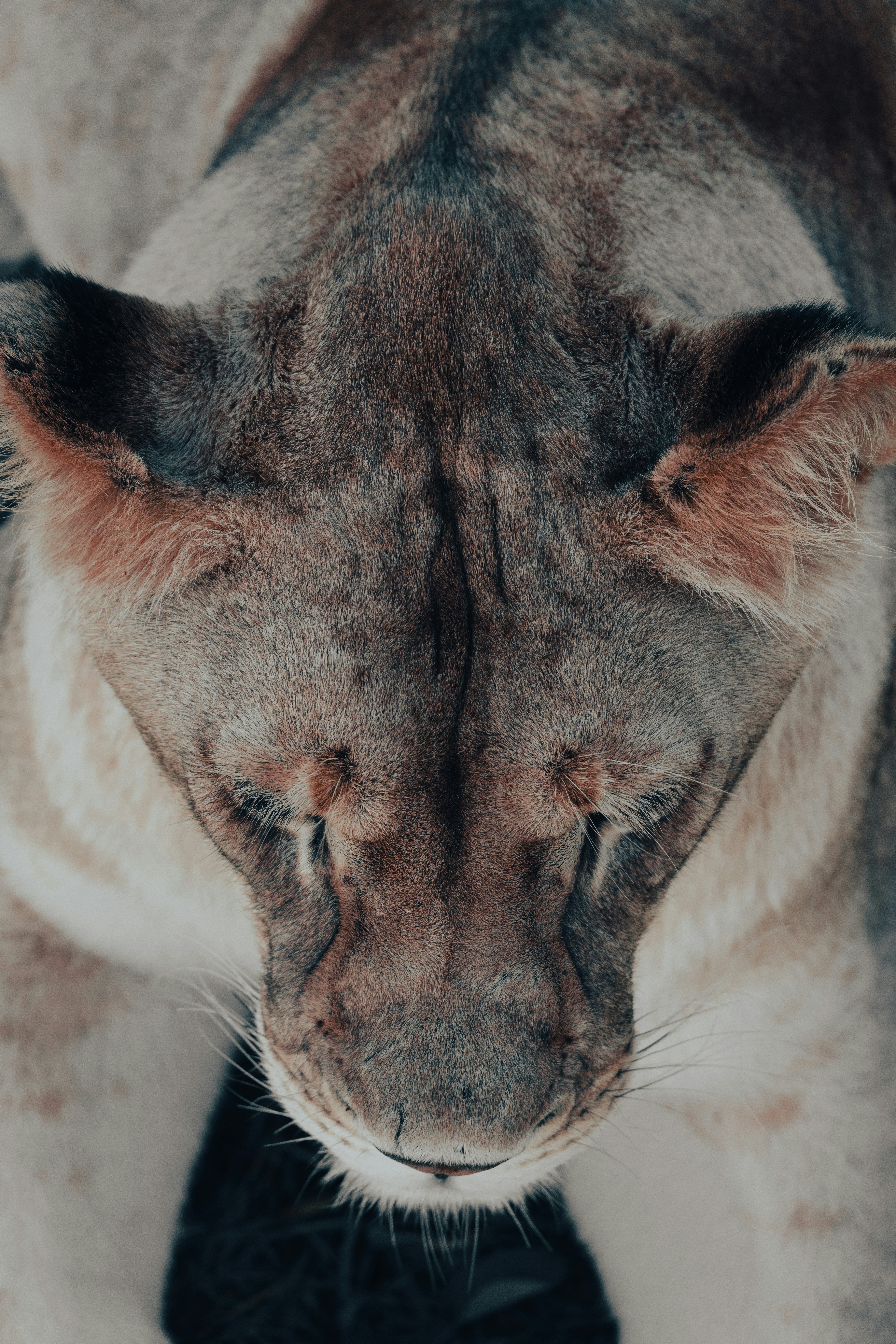 Close-Up Portrait: Mountain Lion in a Contemplative Gaze