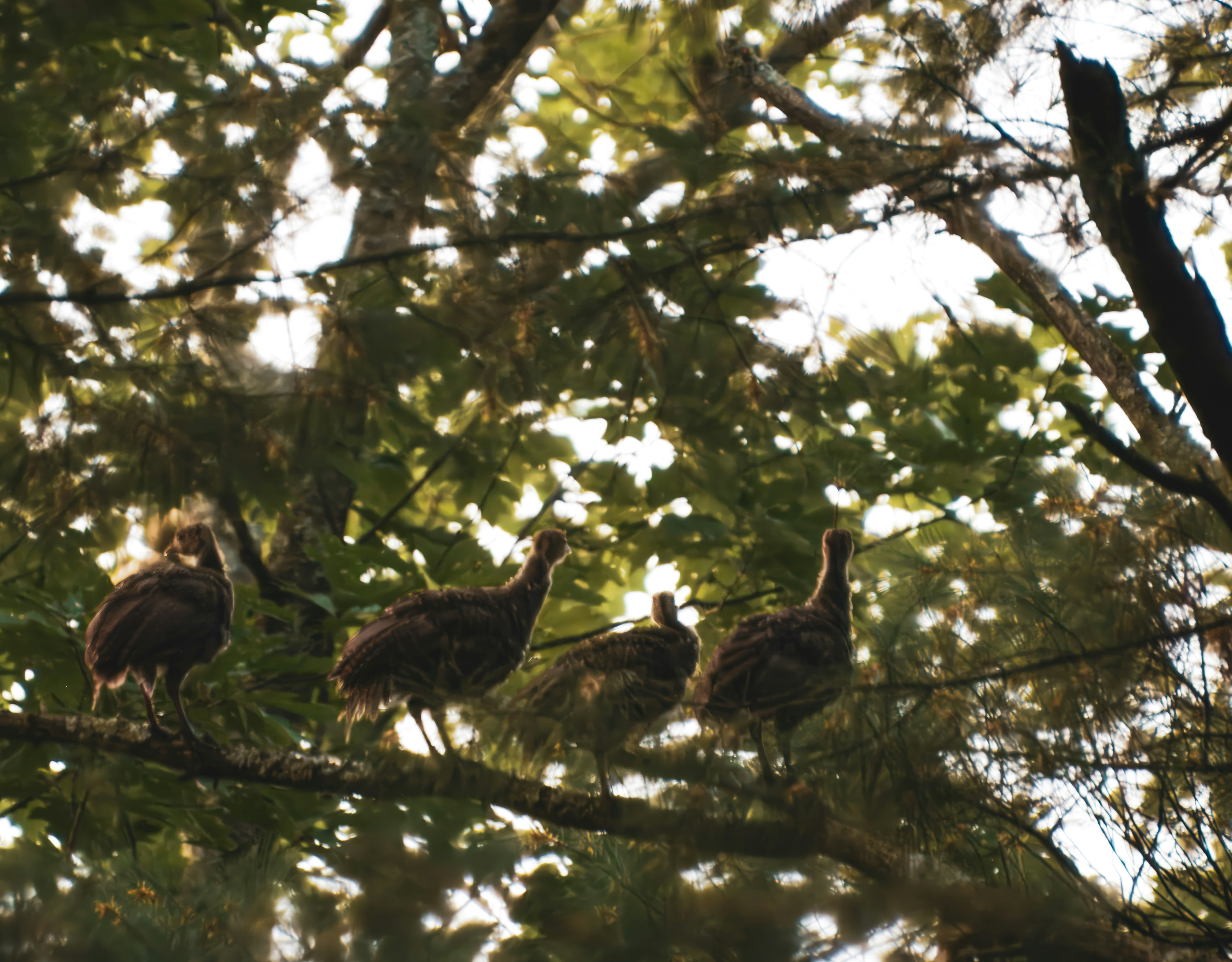 Four baby turkeys on a tree branch