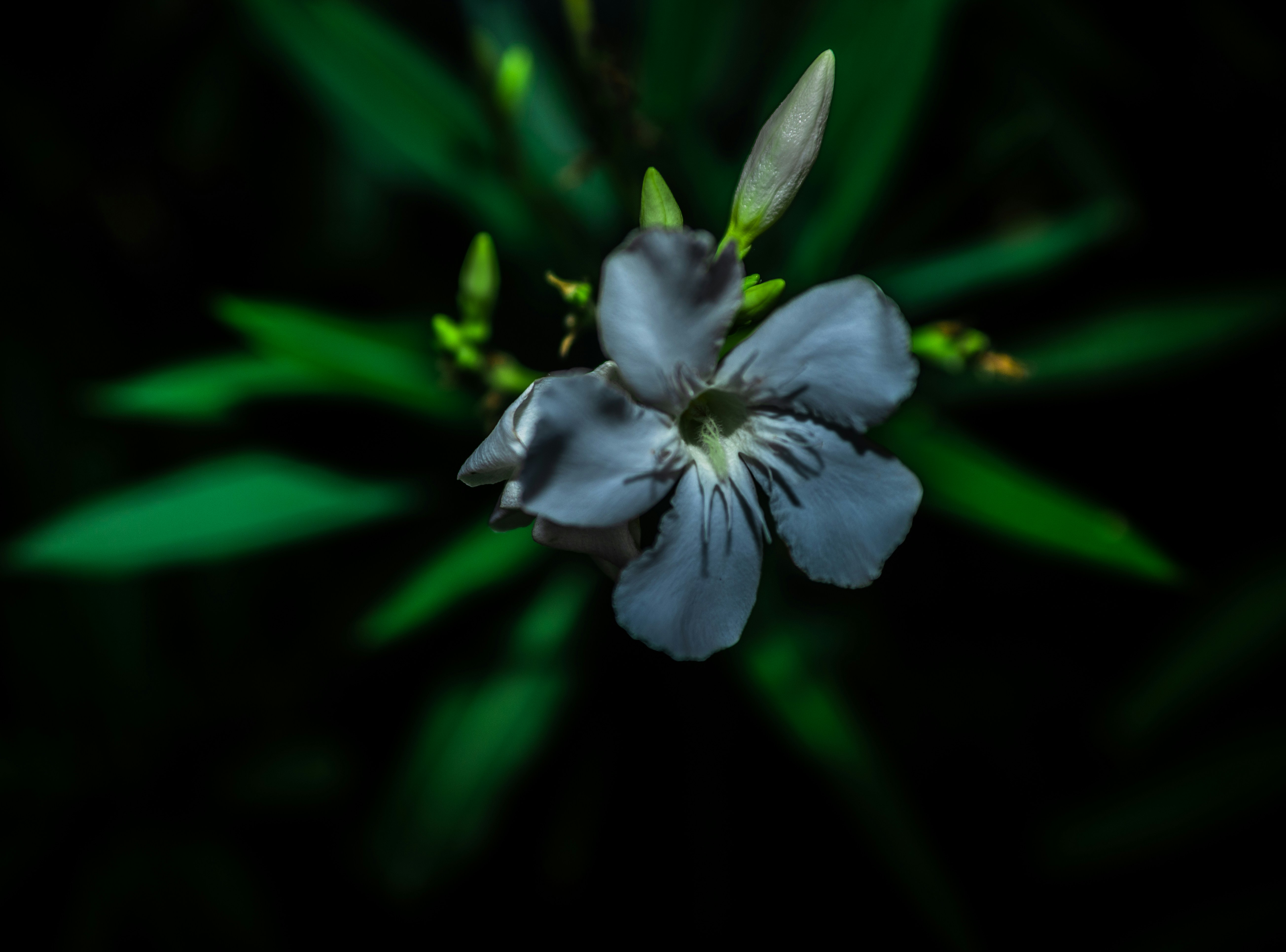 A solitary white bloom framed by shadowed green foliage