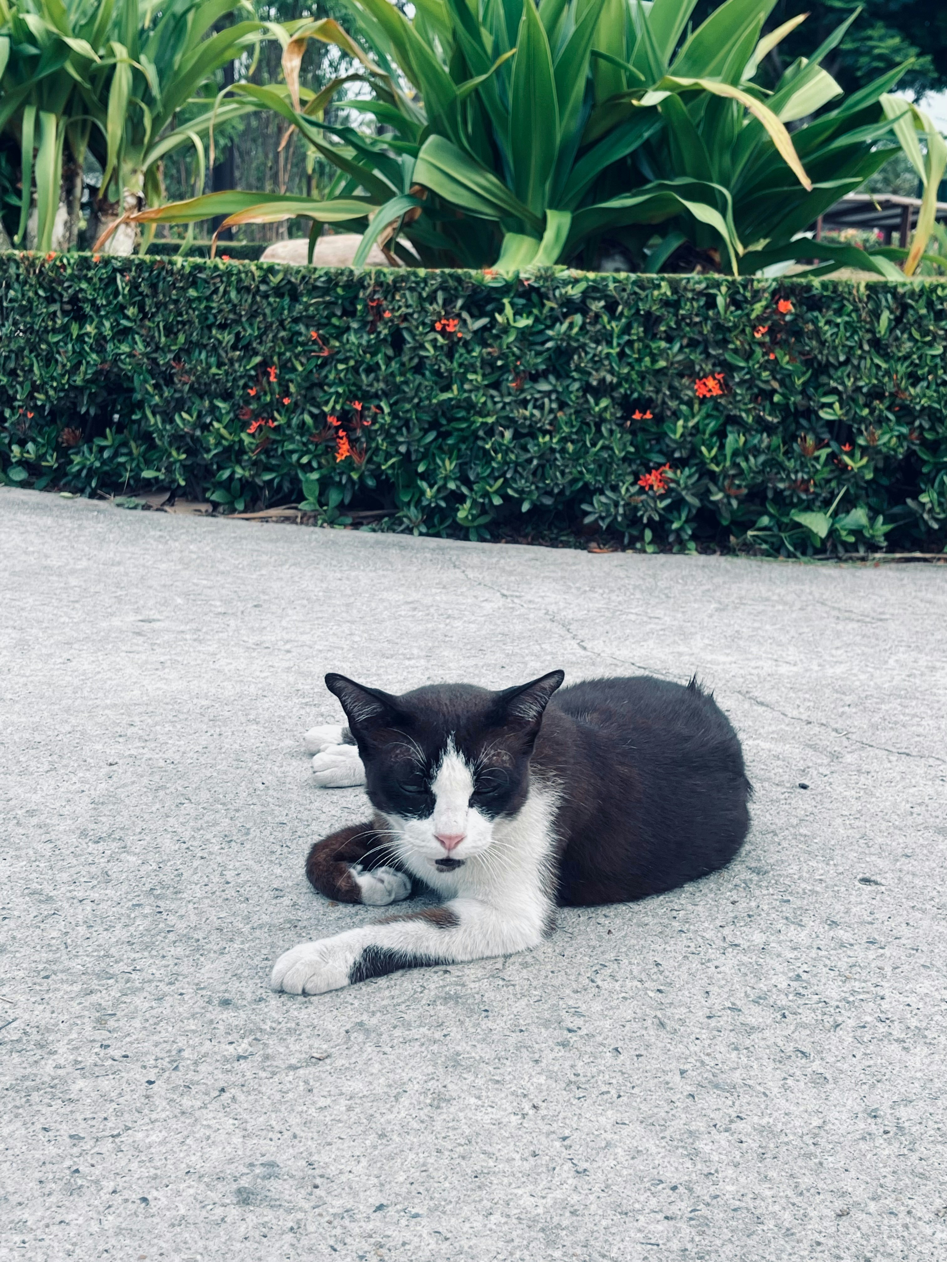 Temple Guardian: Feline at Rest