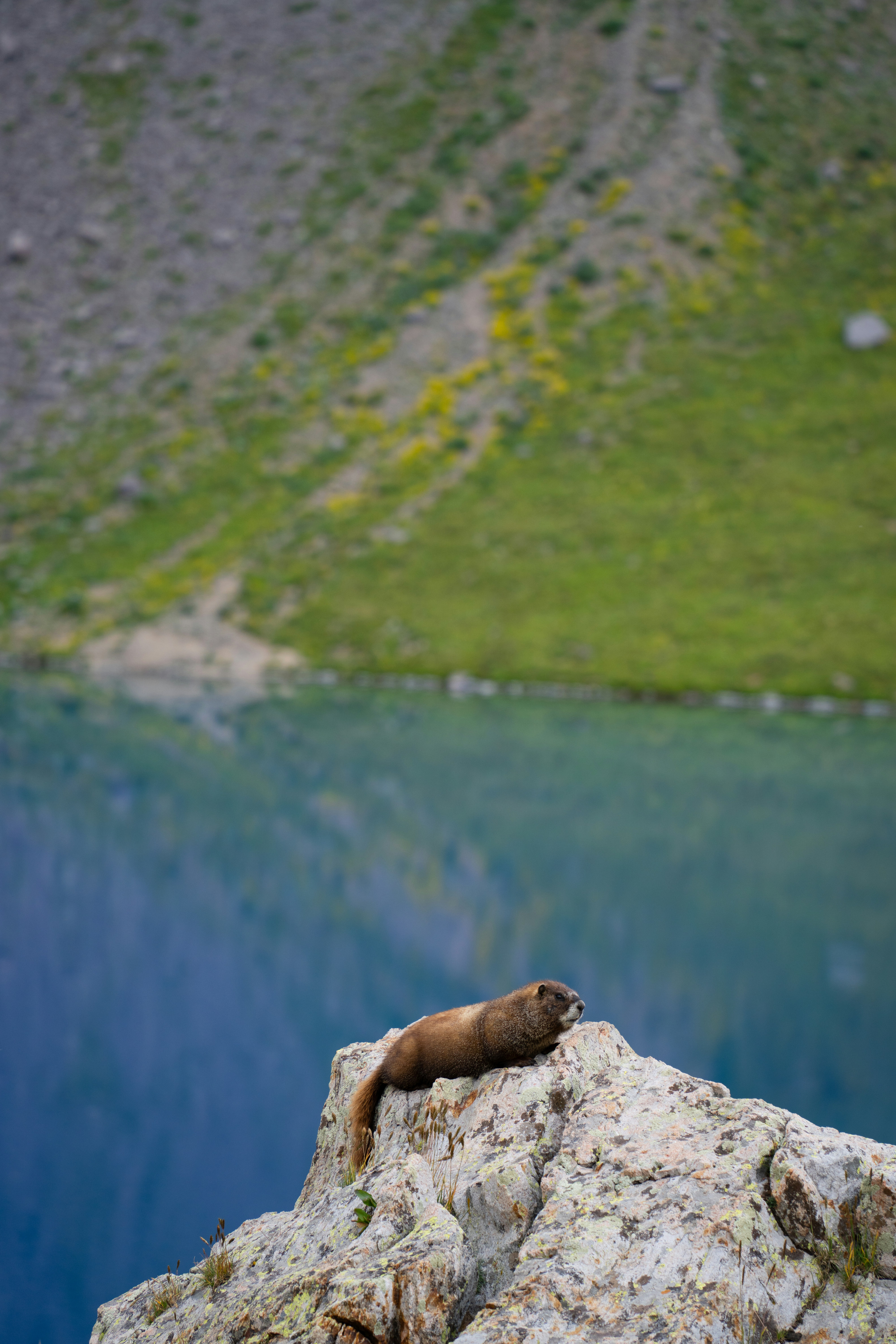 Seated on Stone: A Marmot's Quiet Posture Over a Mountain Lake