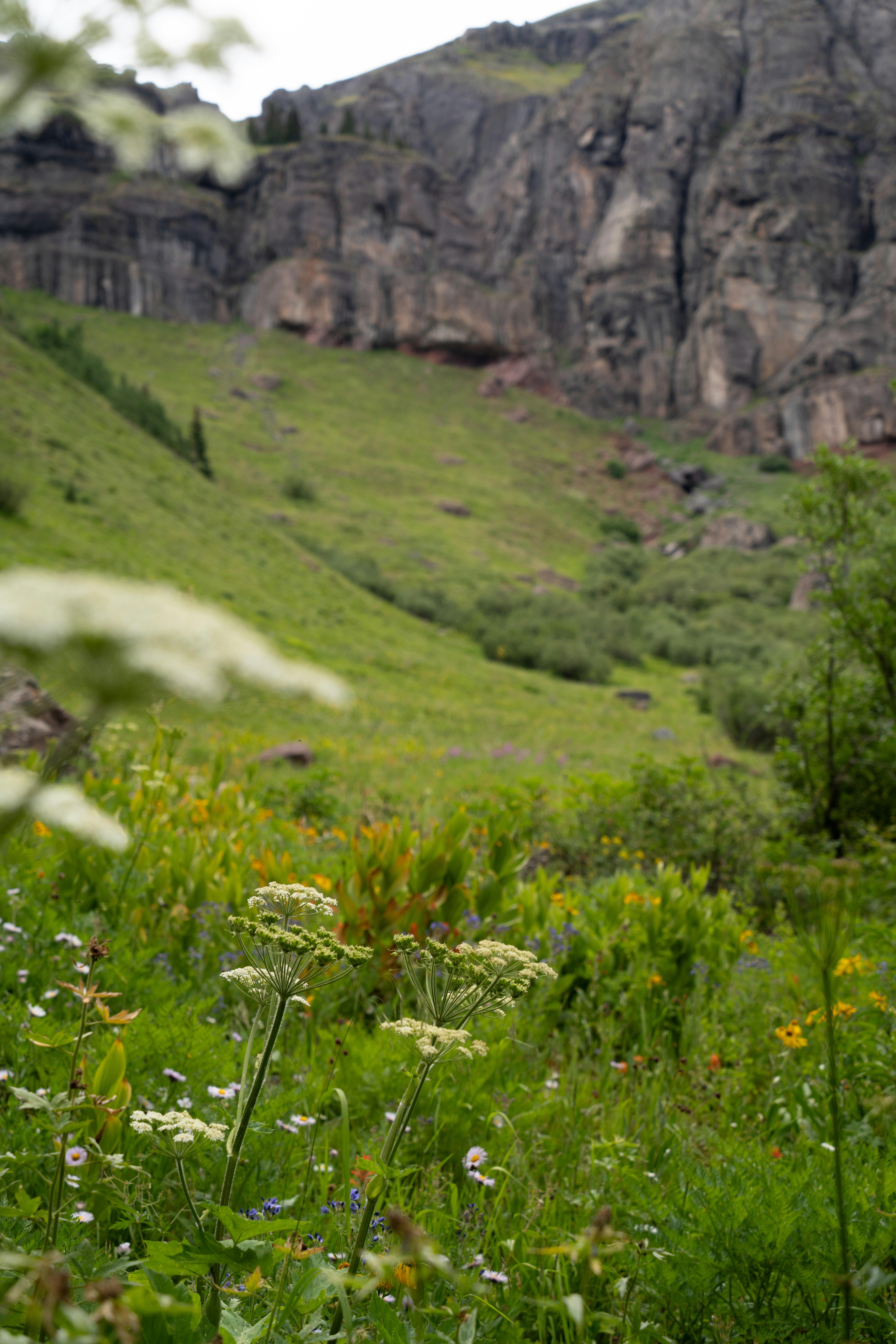 Meadowbound Under Granite Giants: Wildflowers at the Valley's Edge
