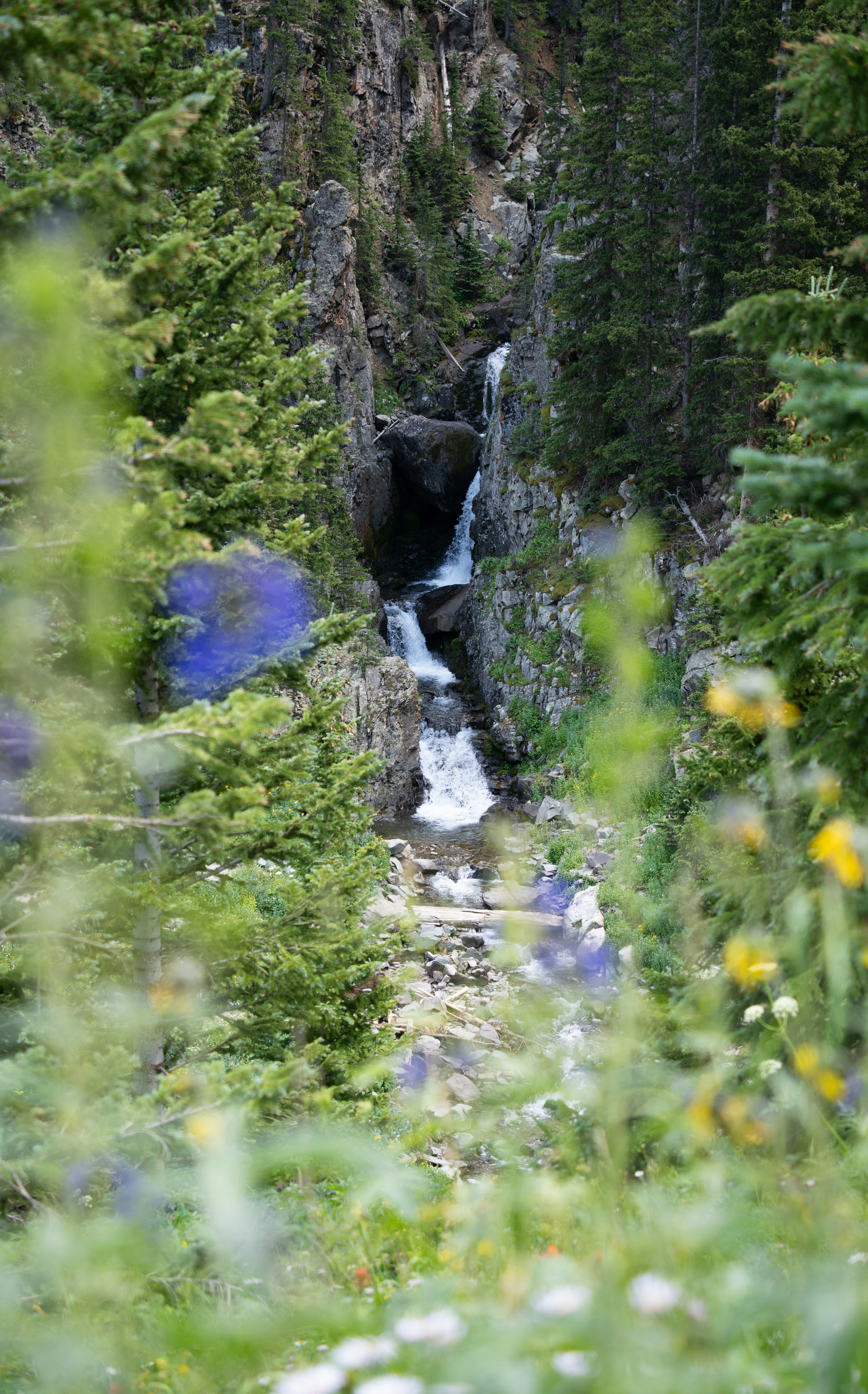 Cascade in the Pines: a narrow alpine gorge revealed through wildflowers