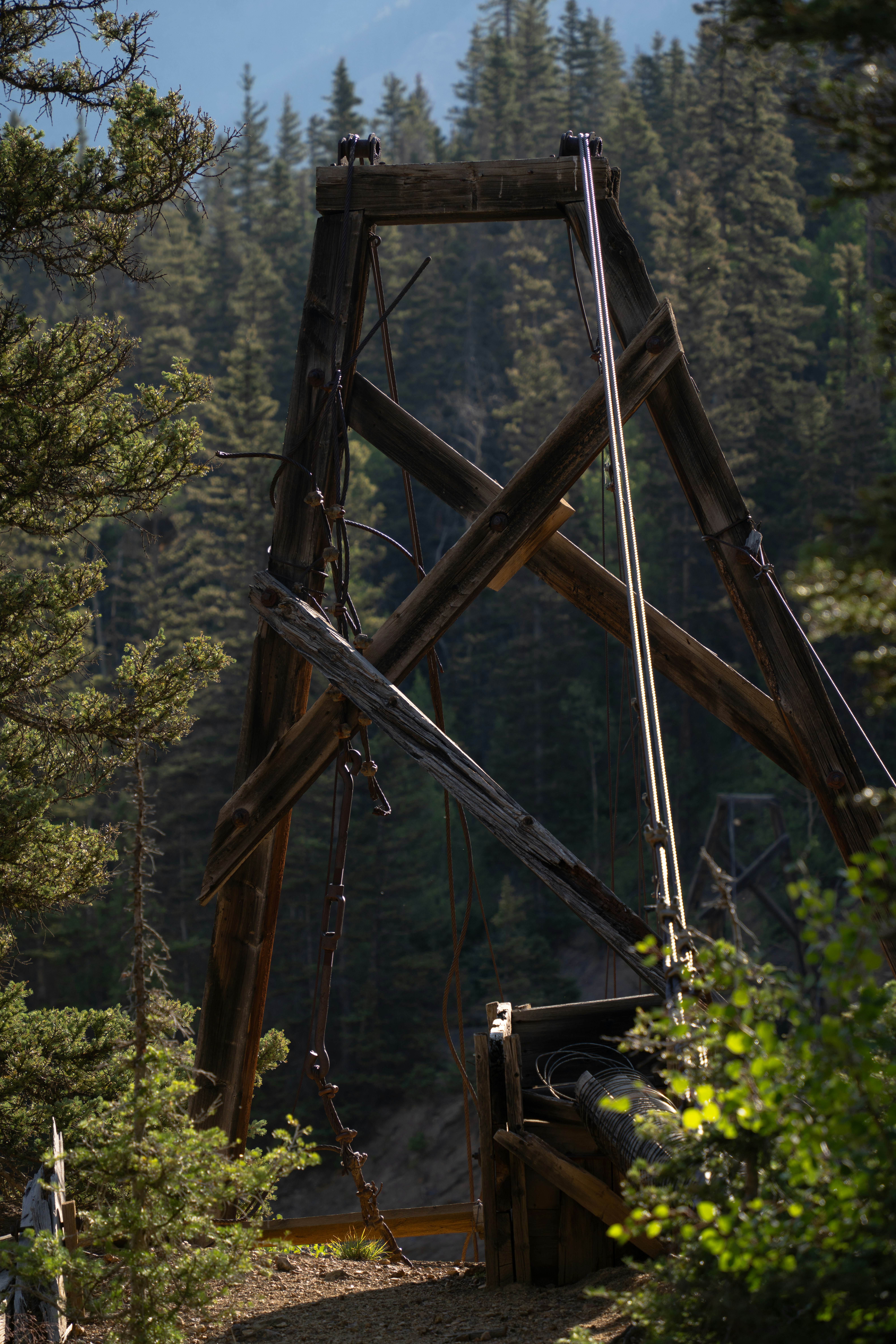 Timber Truss in the Pines: Remnants of a Forest Structure