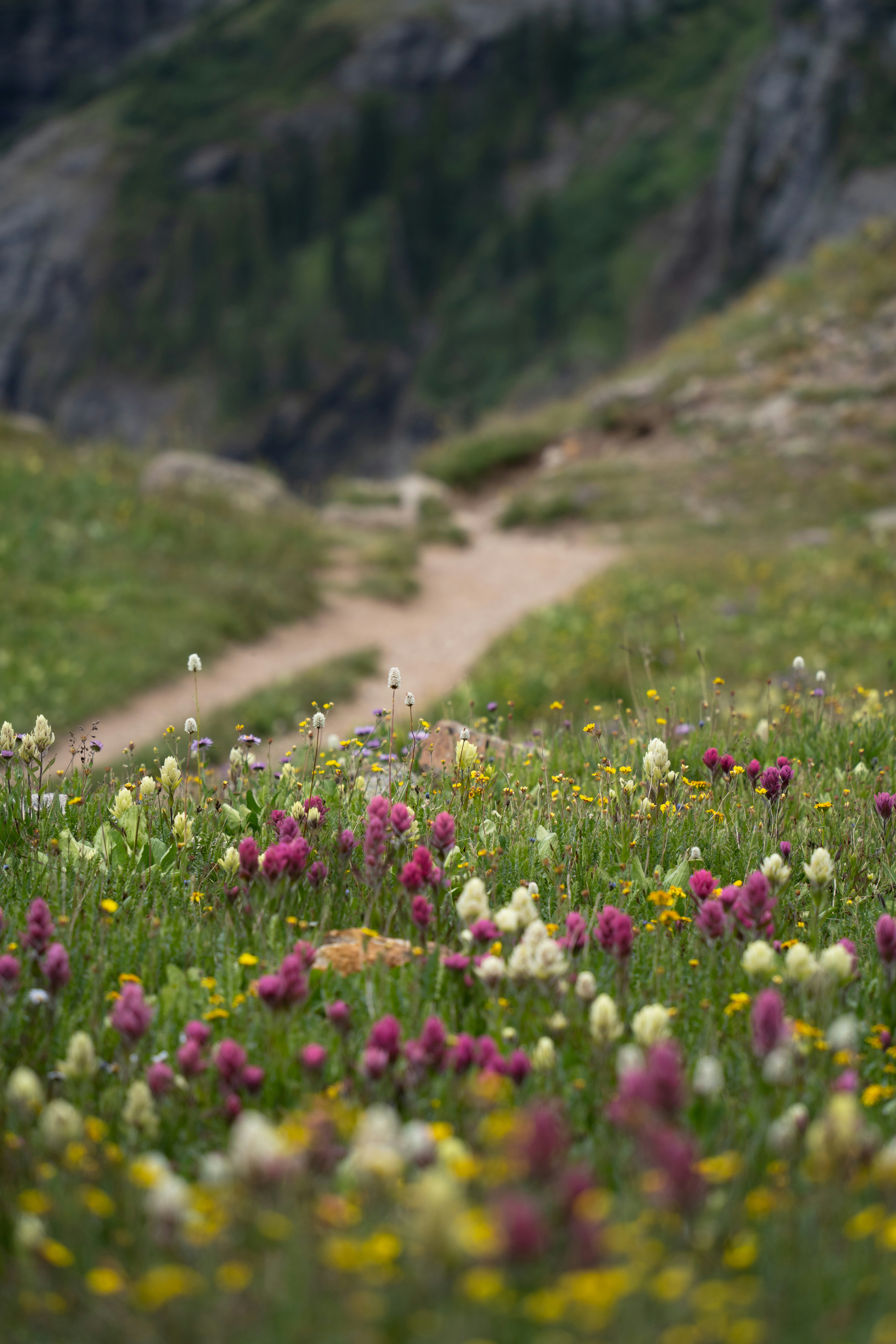 Meadow Path Through a Cascade of Wildflowers at Mountain's Edge