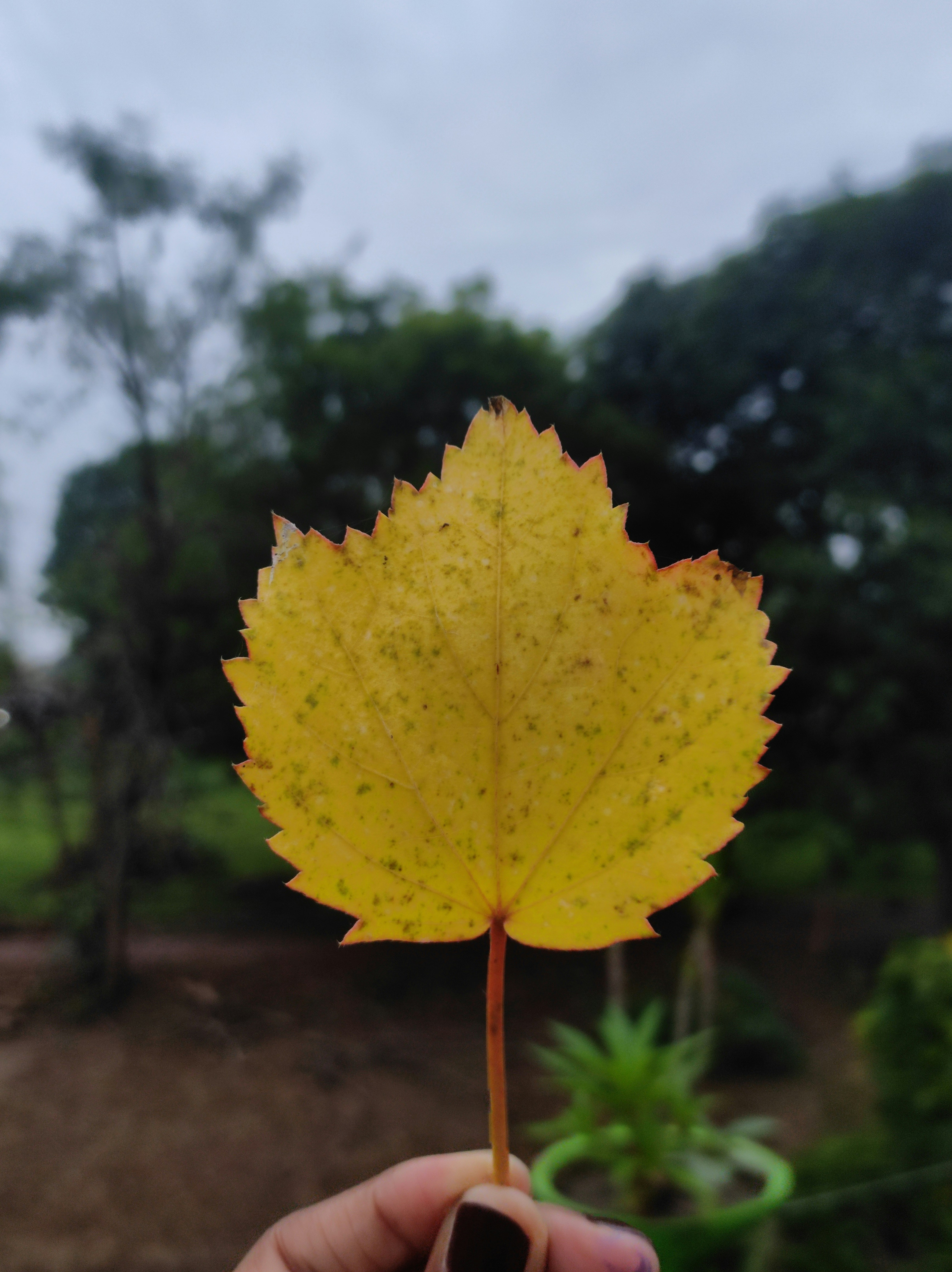 Photo by Shyamli Kashyap with Redmi Note 10 Pro