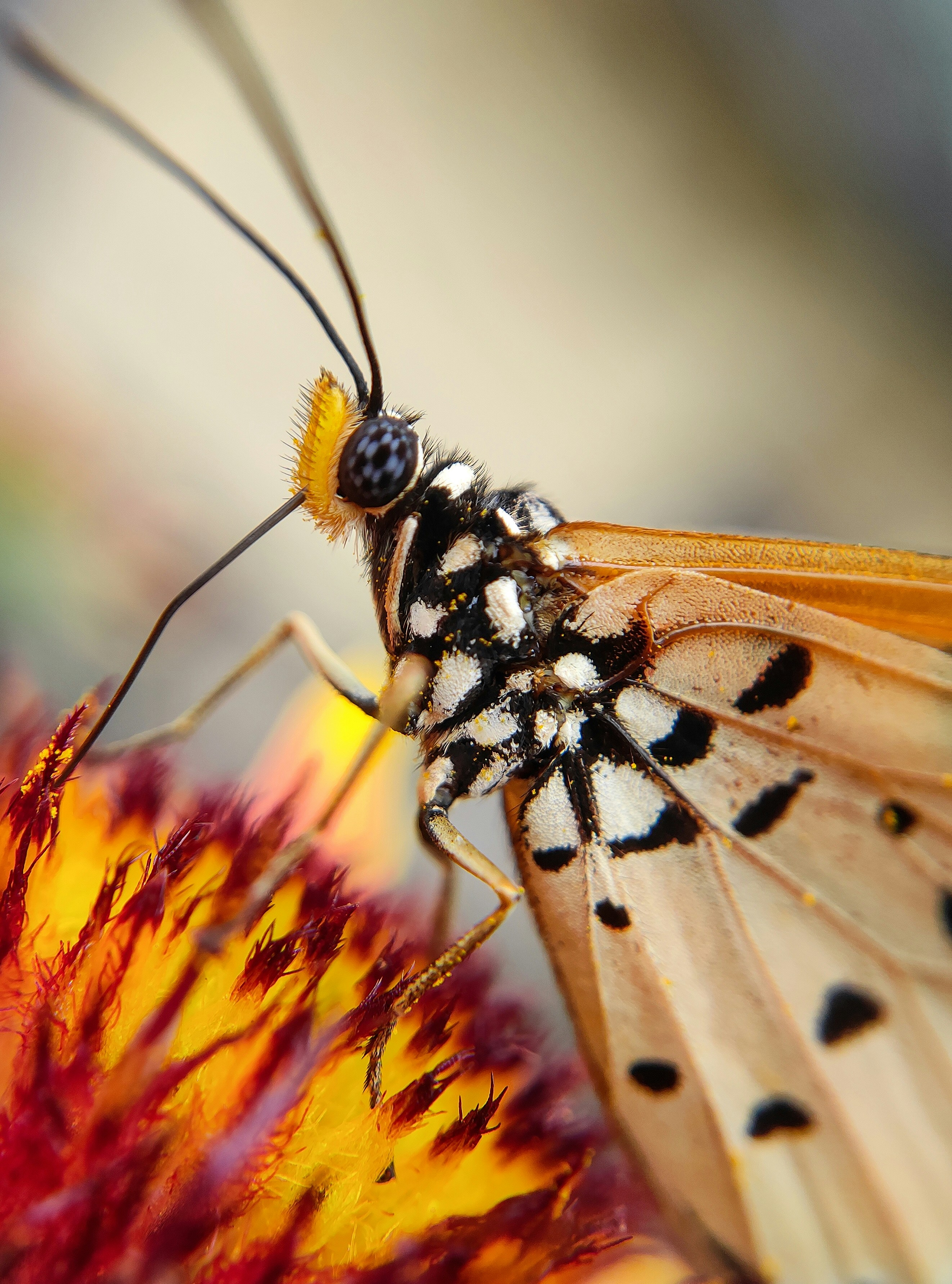 Spotted Ember on a Sunlit Bloom: A Macro Portrait