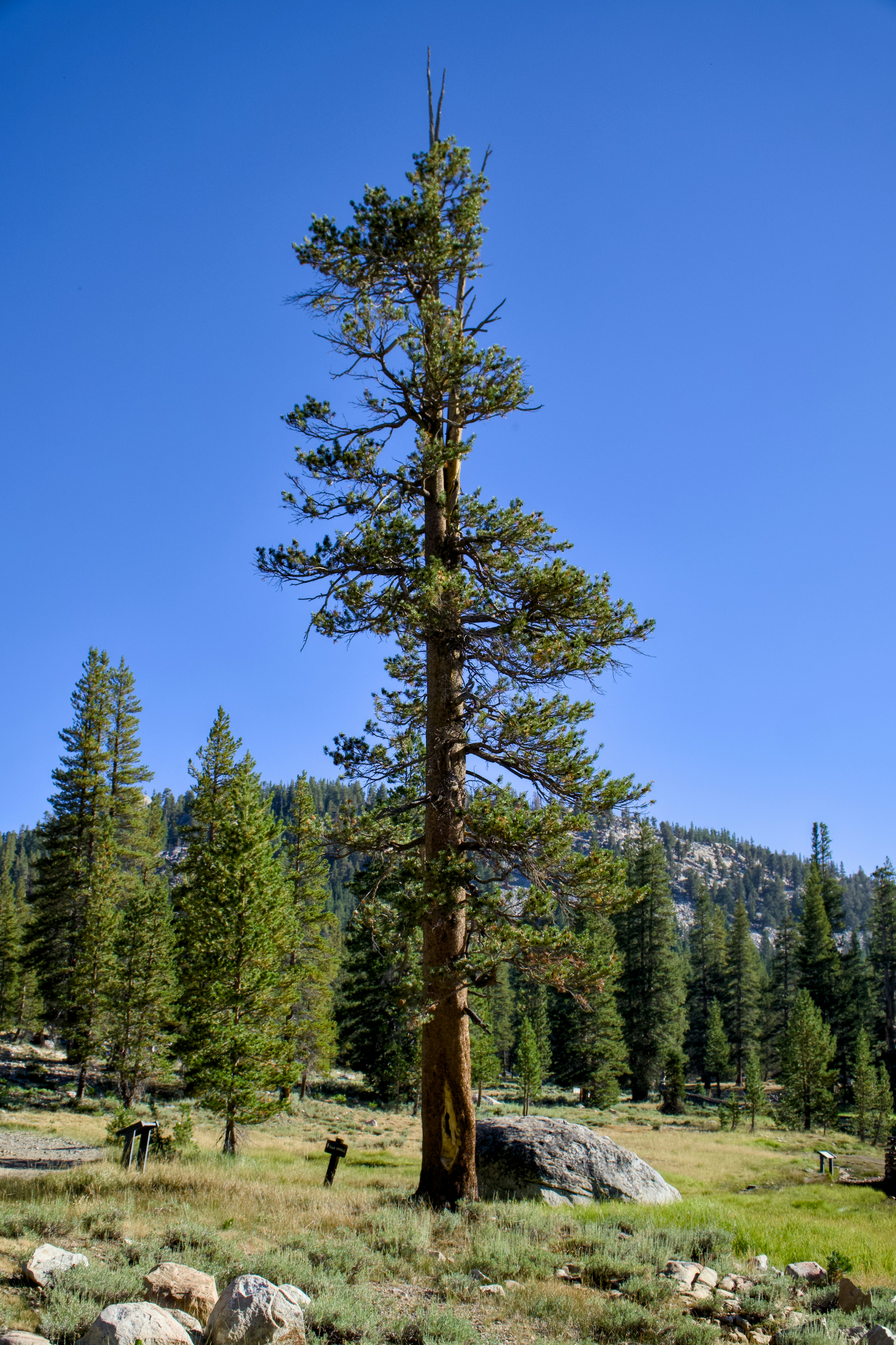Centered Sentinel Pine Under a Cerulean Sky