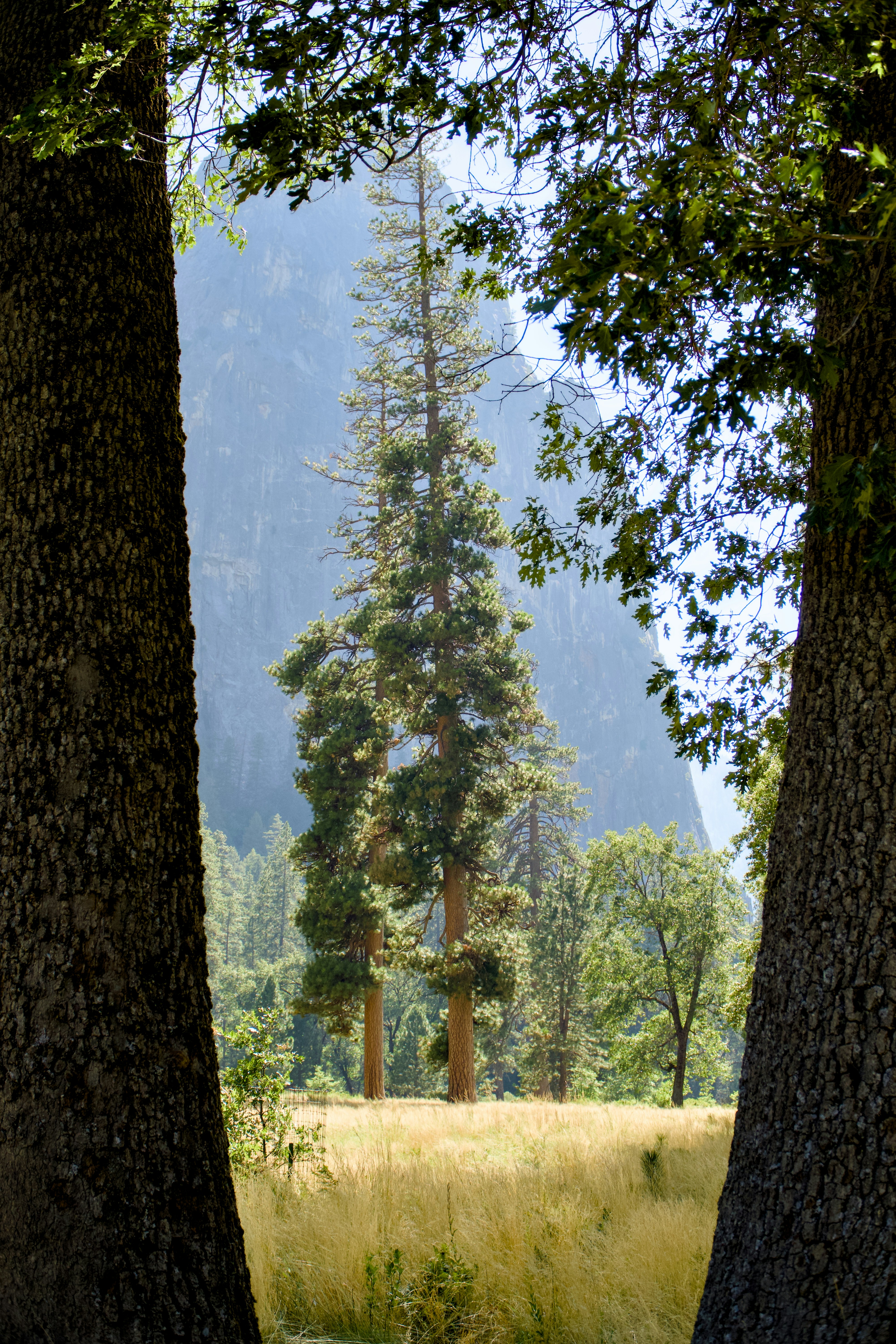Between Giants: A Lone Pine Guarding a Sunlit Meadow Beneath Granite Cliffs