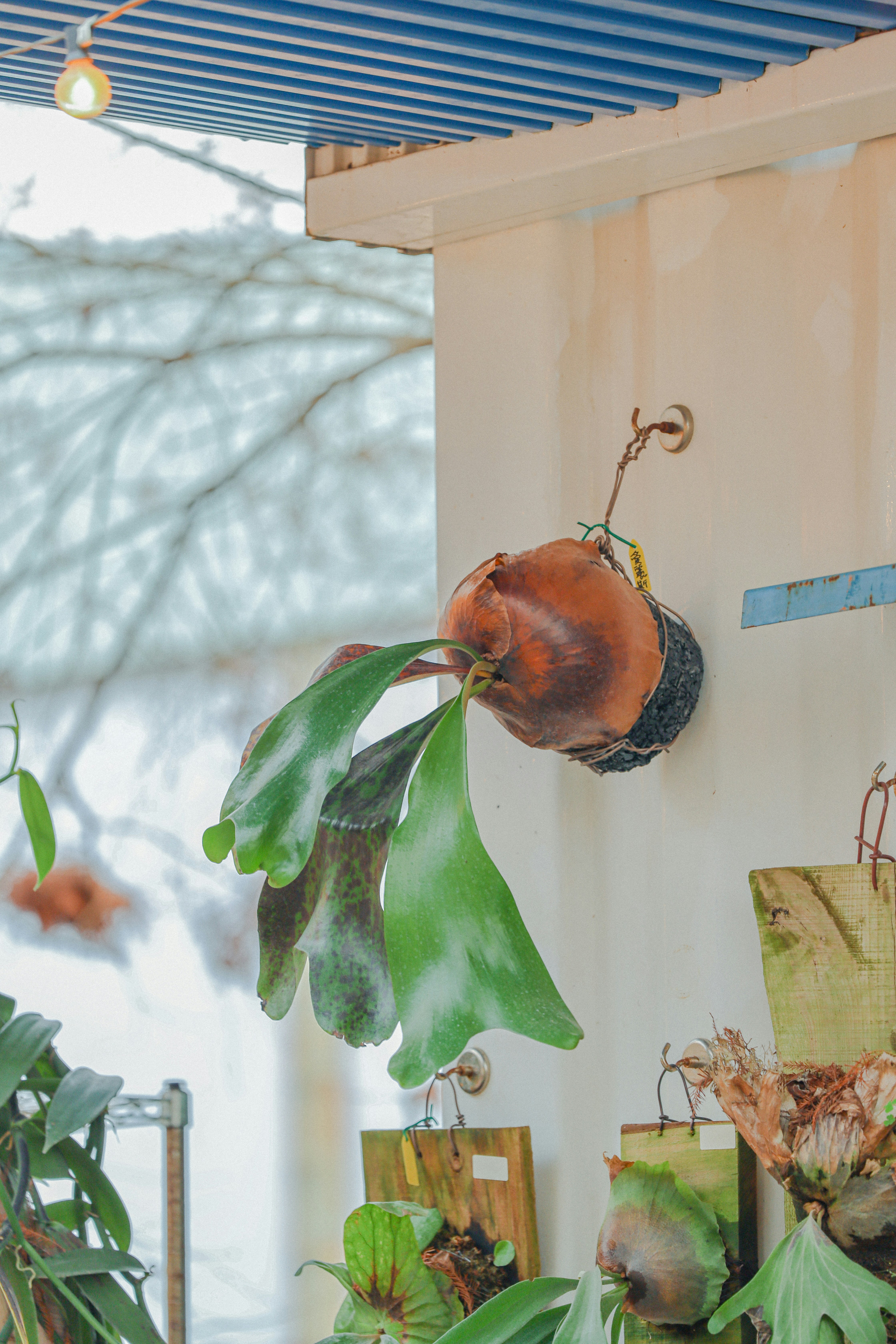 Hanging Bromeliad Portrait: a sunlit courtyard gift