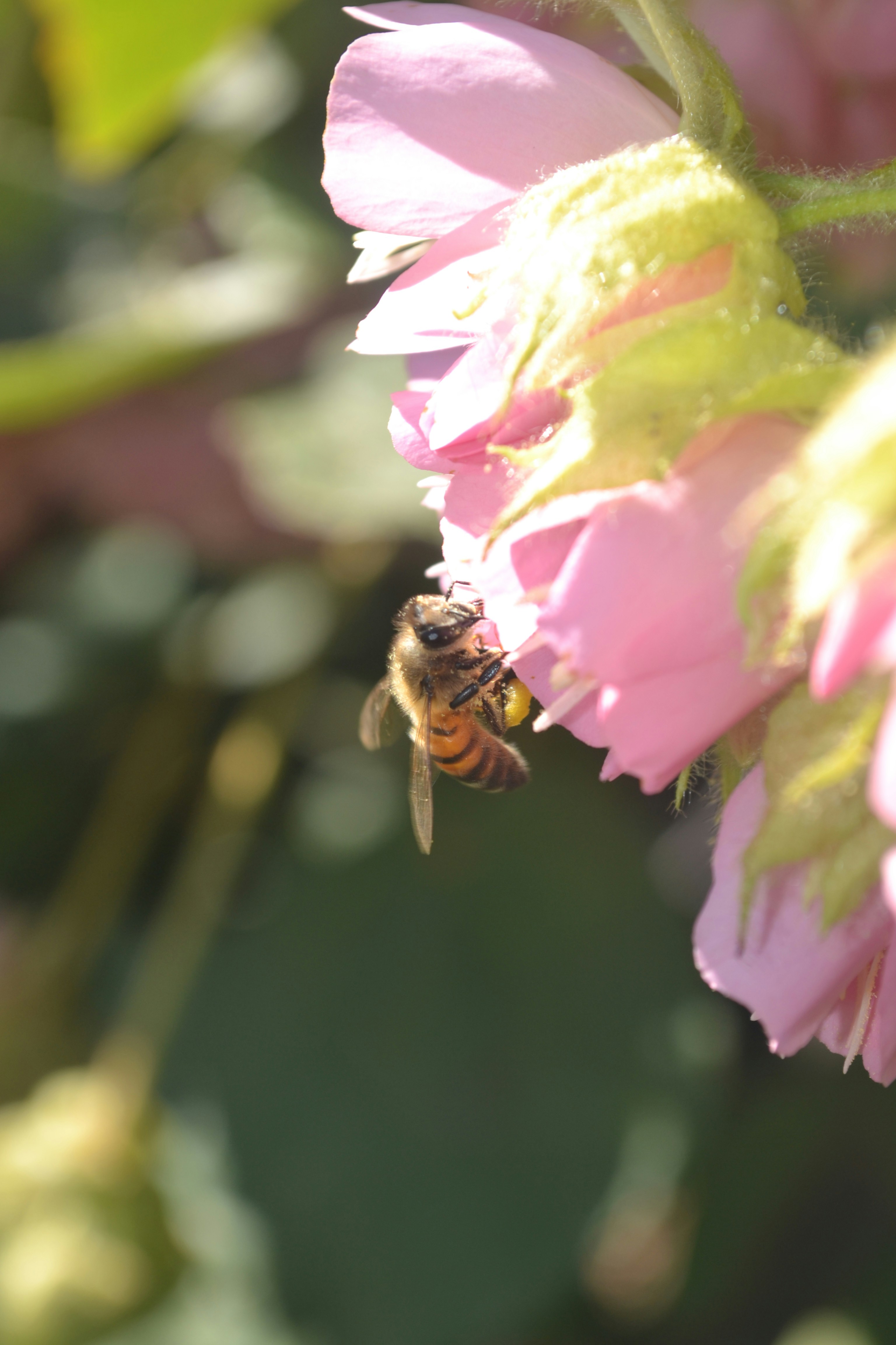 Honeybee gathering nectar from delicate pink flowers in a sunlit garden.