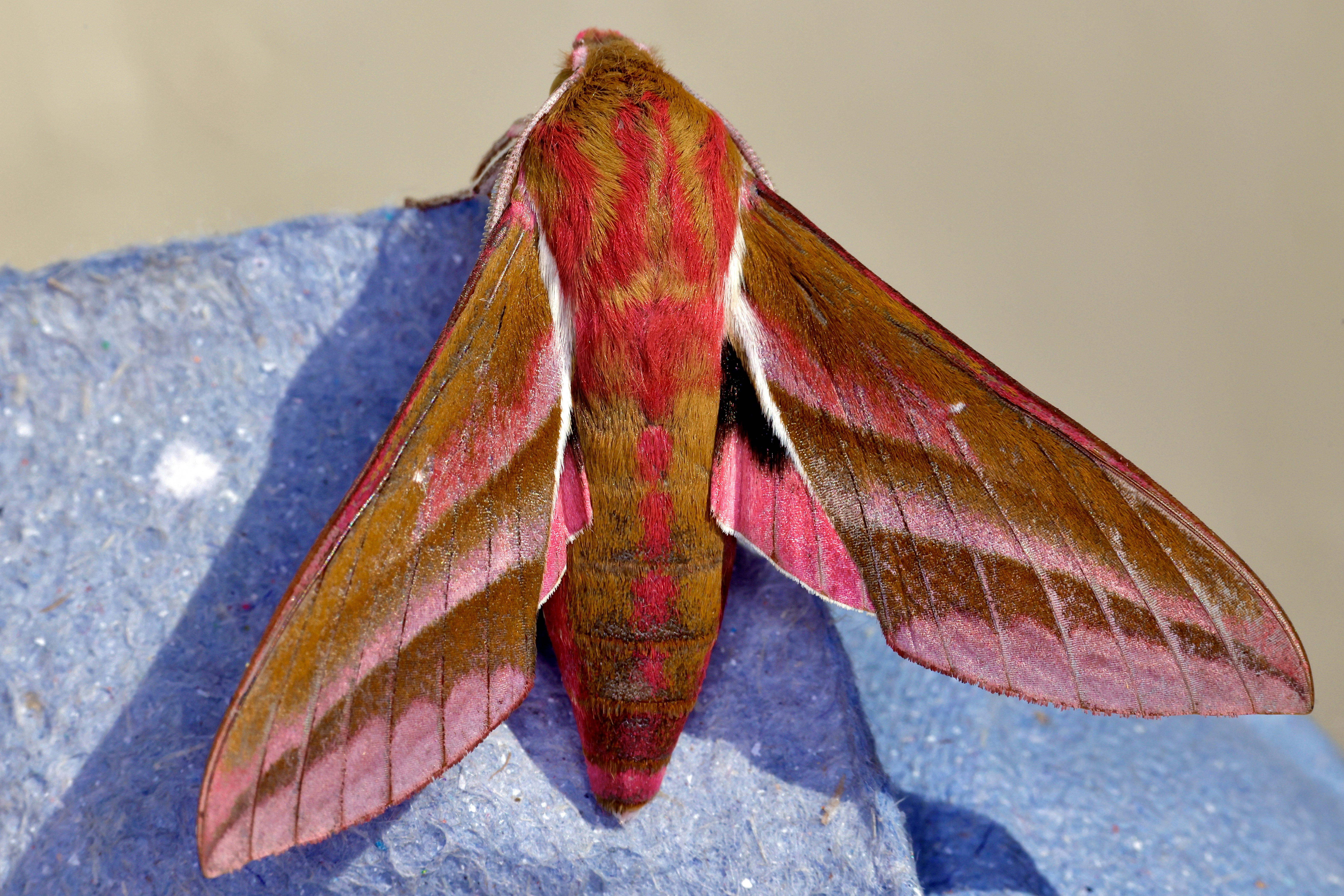 Crimson-winged Moth on a Sapphire Stone: Micro-Texture in Quiet Focus