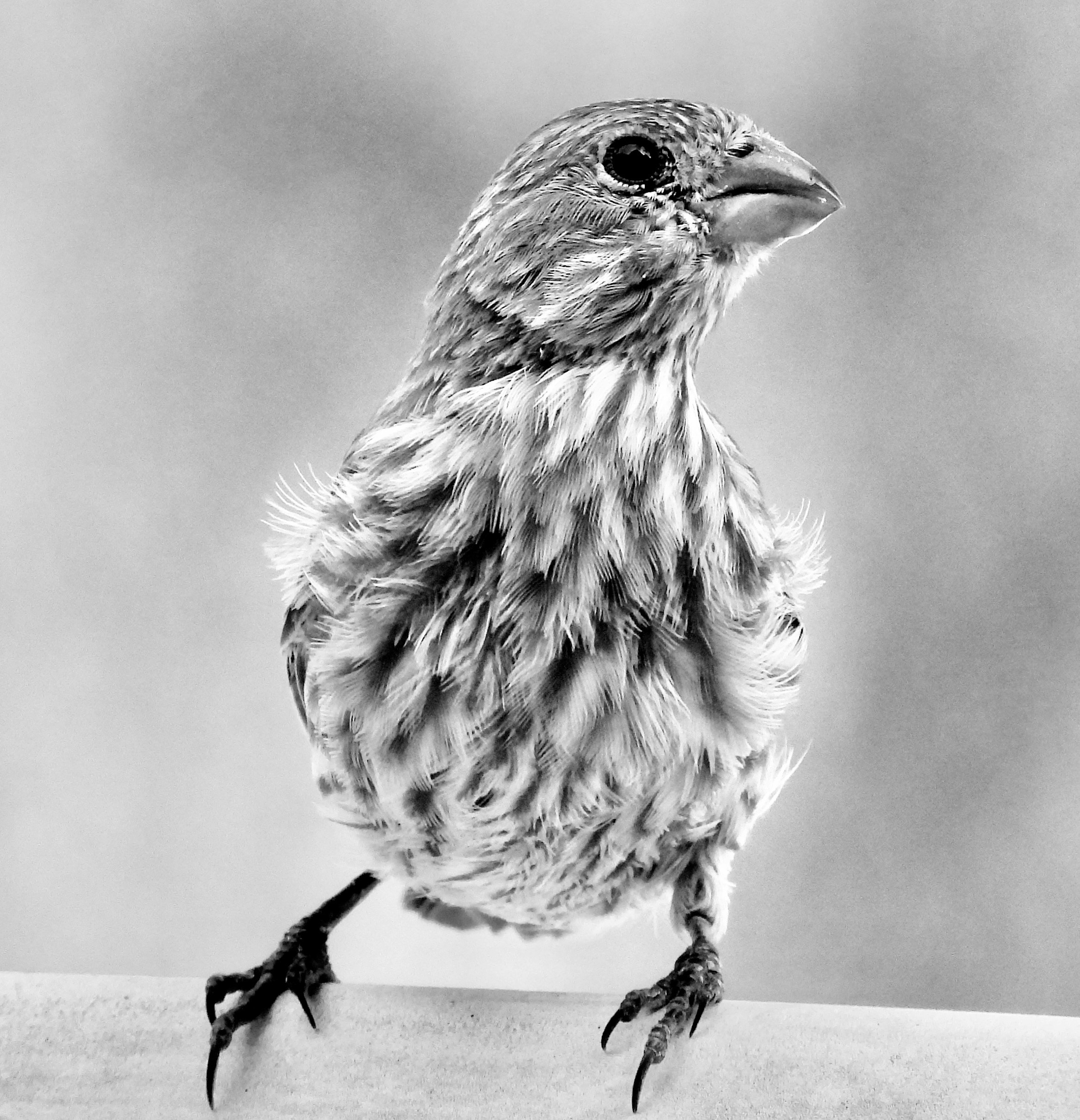 Whimsical Whistle: A Feathered Portrait