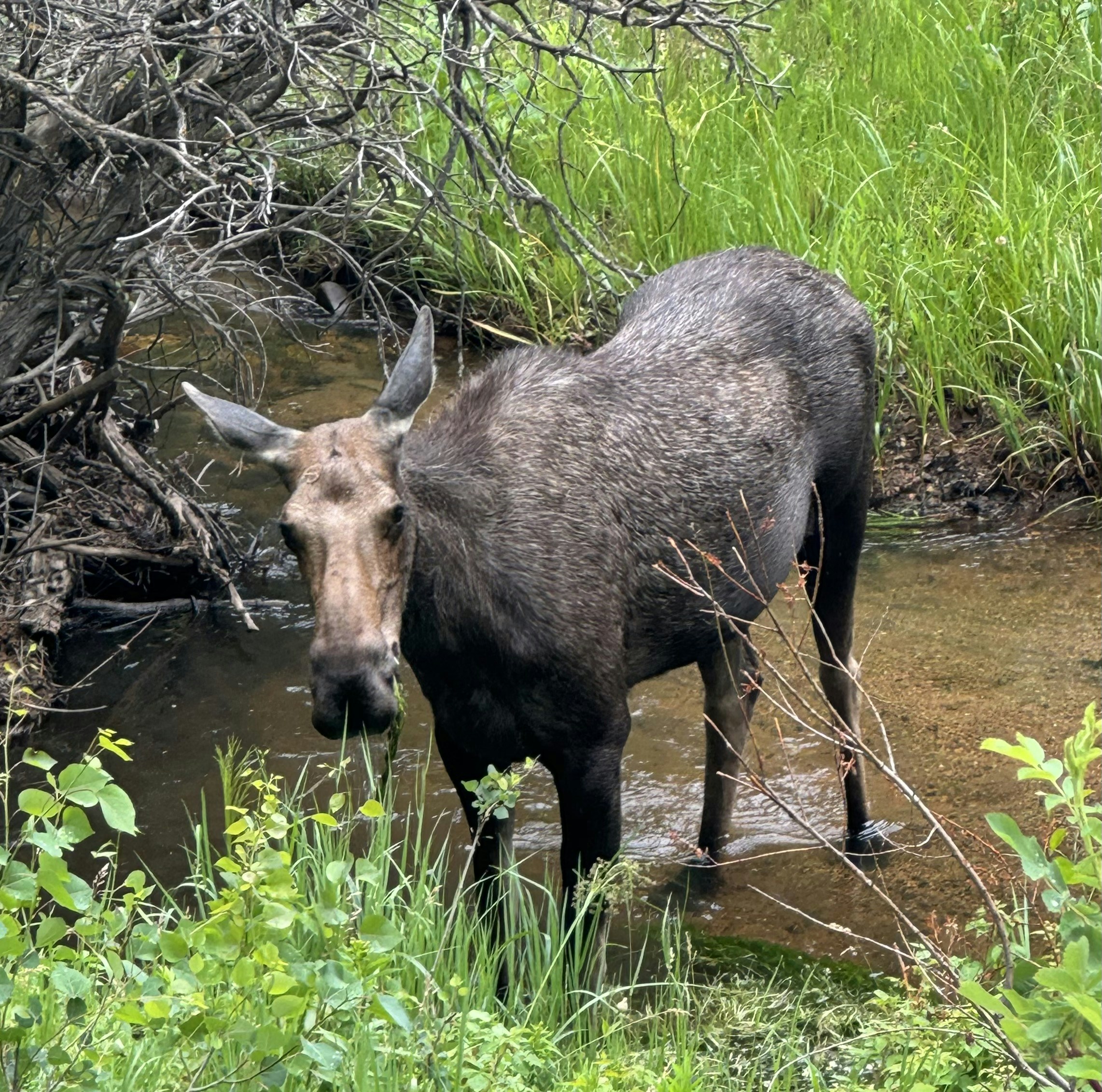 Marsh Edge Encounter: A Moose Pauses in Quiet Water
