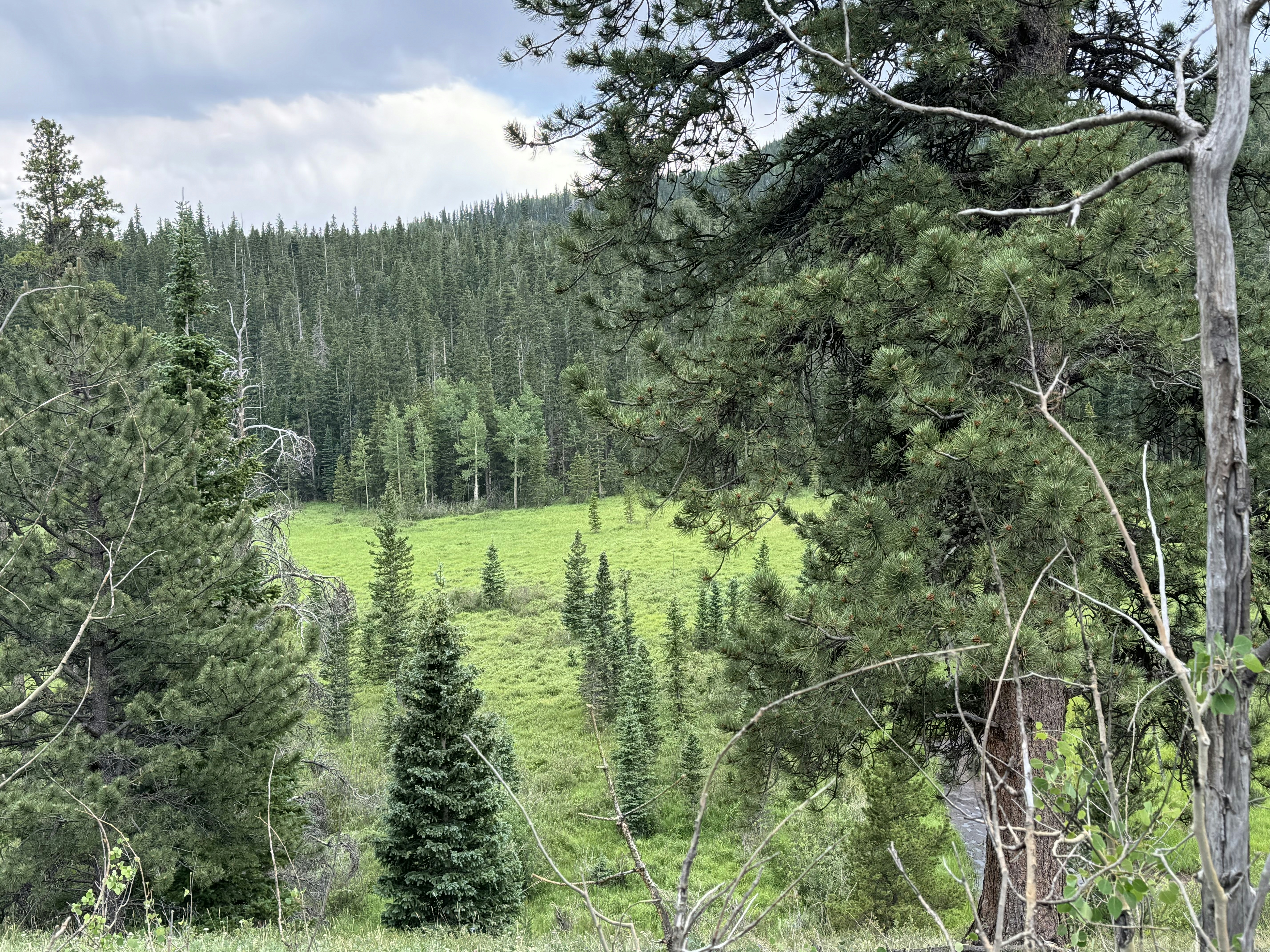 A view of a field and trees from a distance photo – Free Abies Image on ...