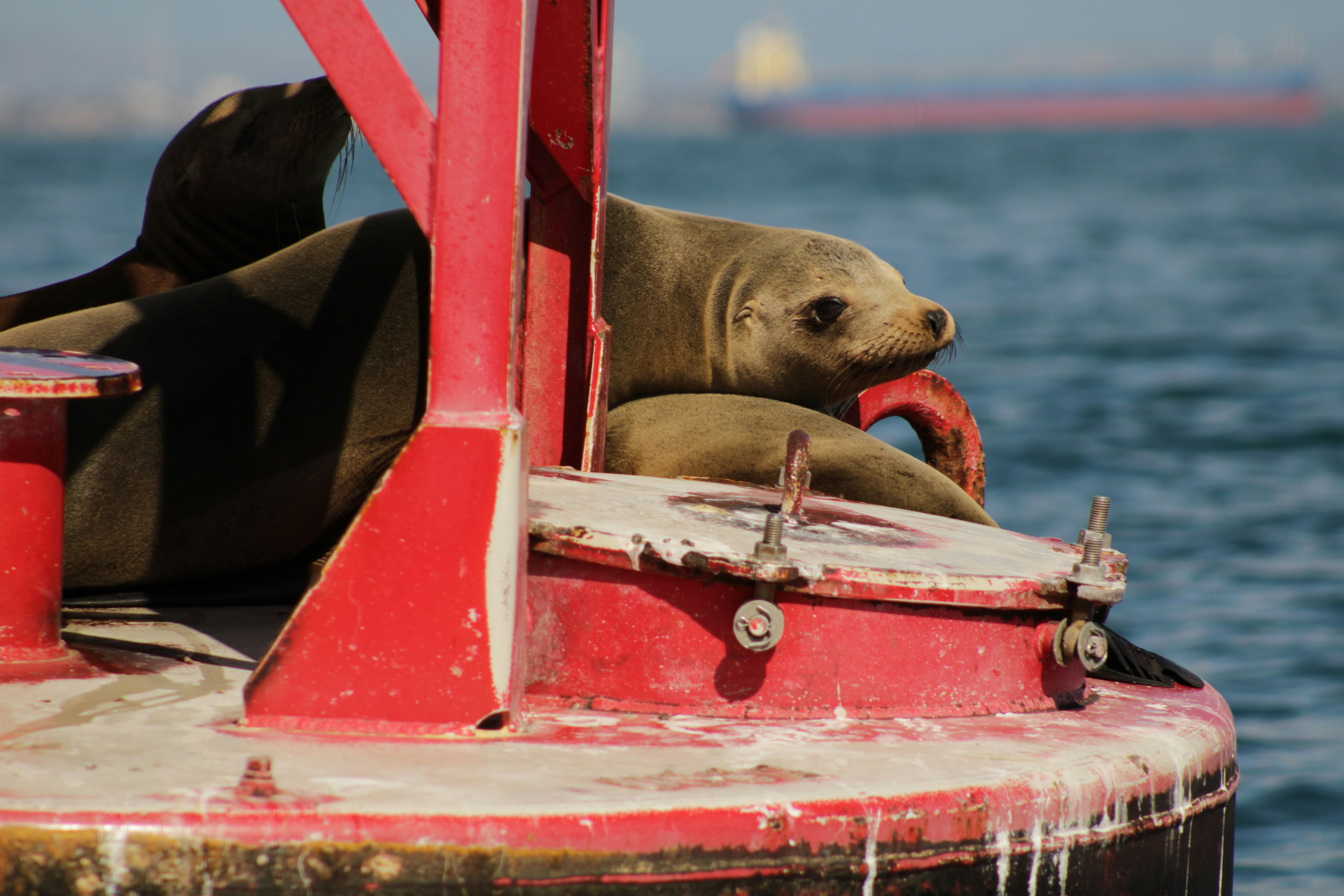 Una foca sentada en la parte superior de un barco rojo en el océano ...