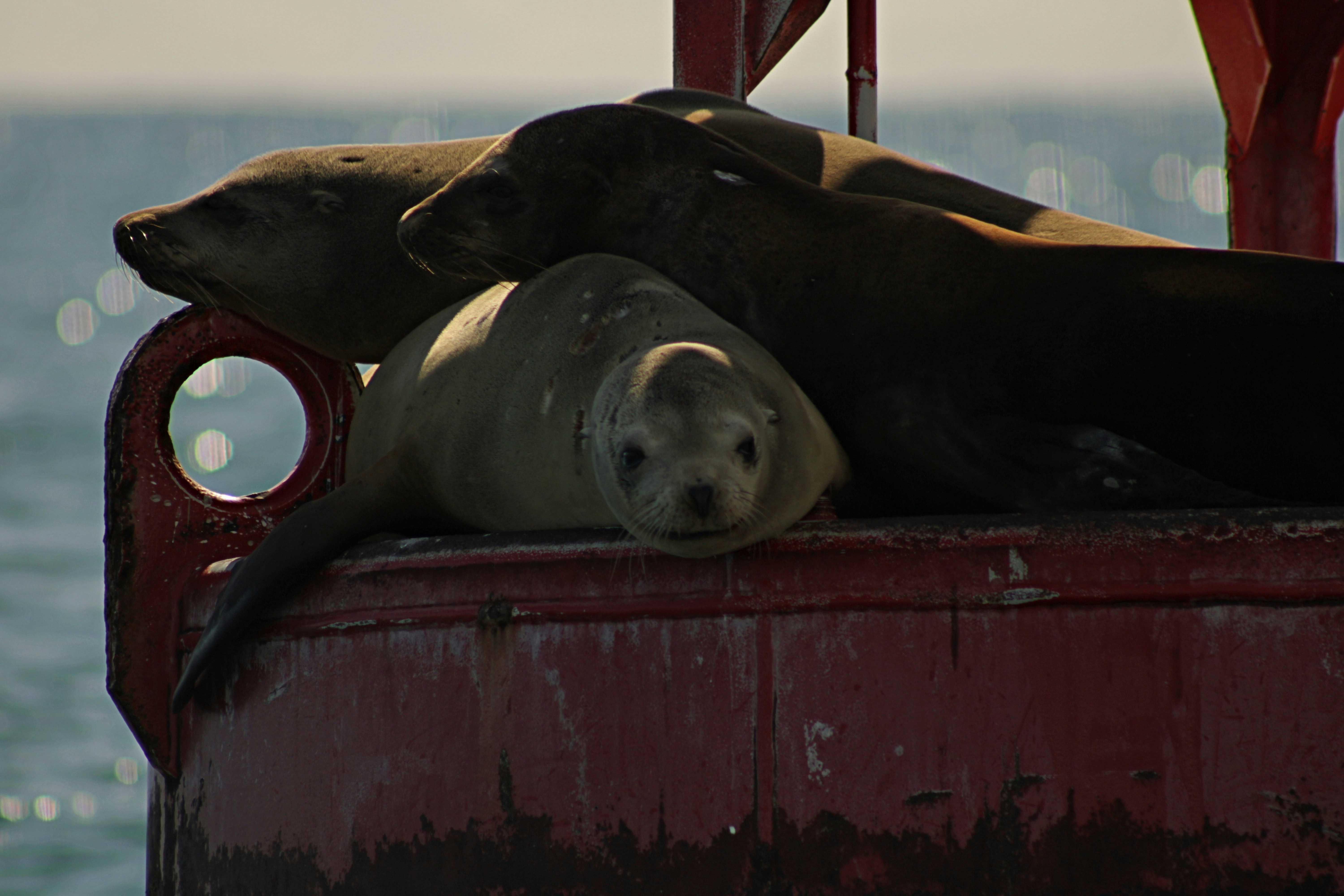 Weathered Hull Reverie: Two Seals Lounging by the Sea