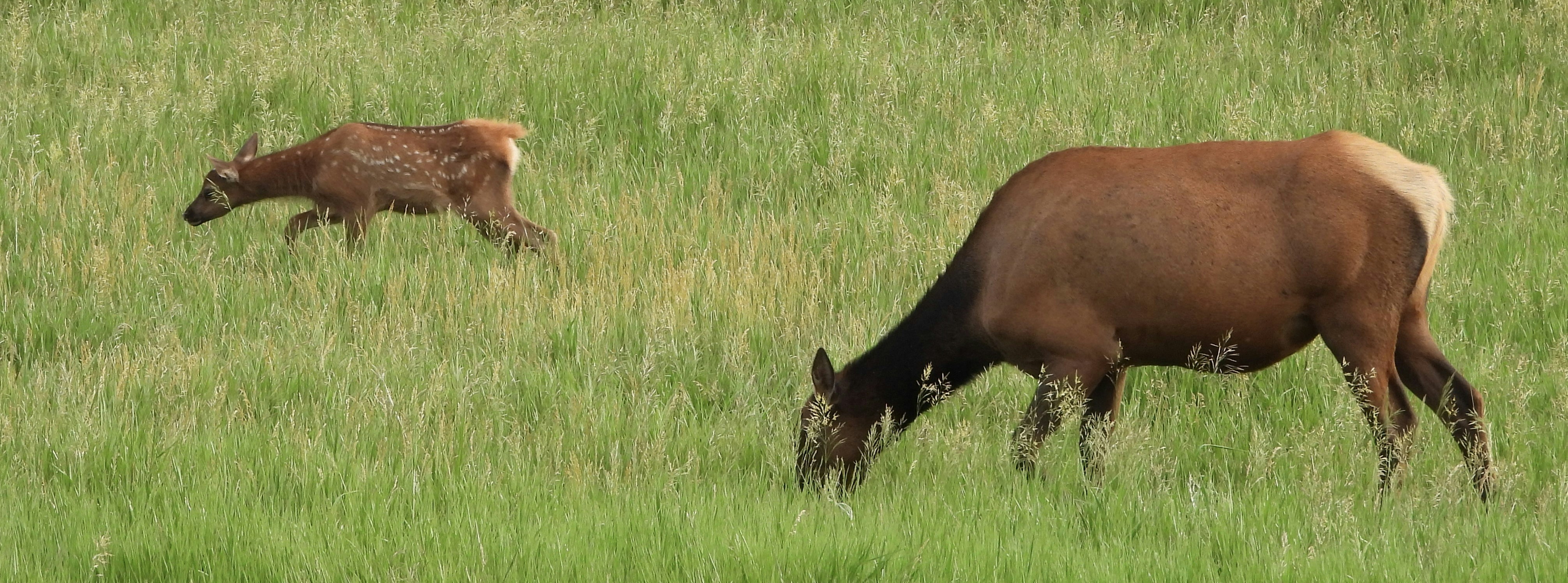 Photo by christie greene with Nikon Coolpix P1000