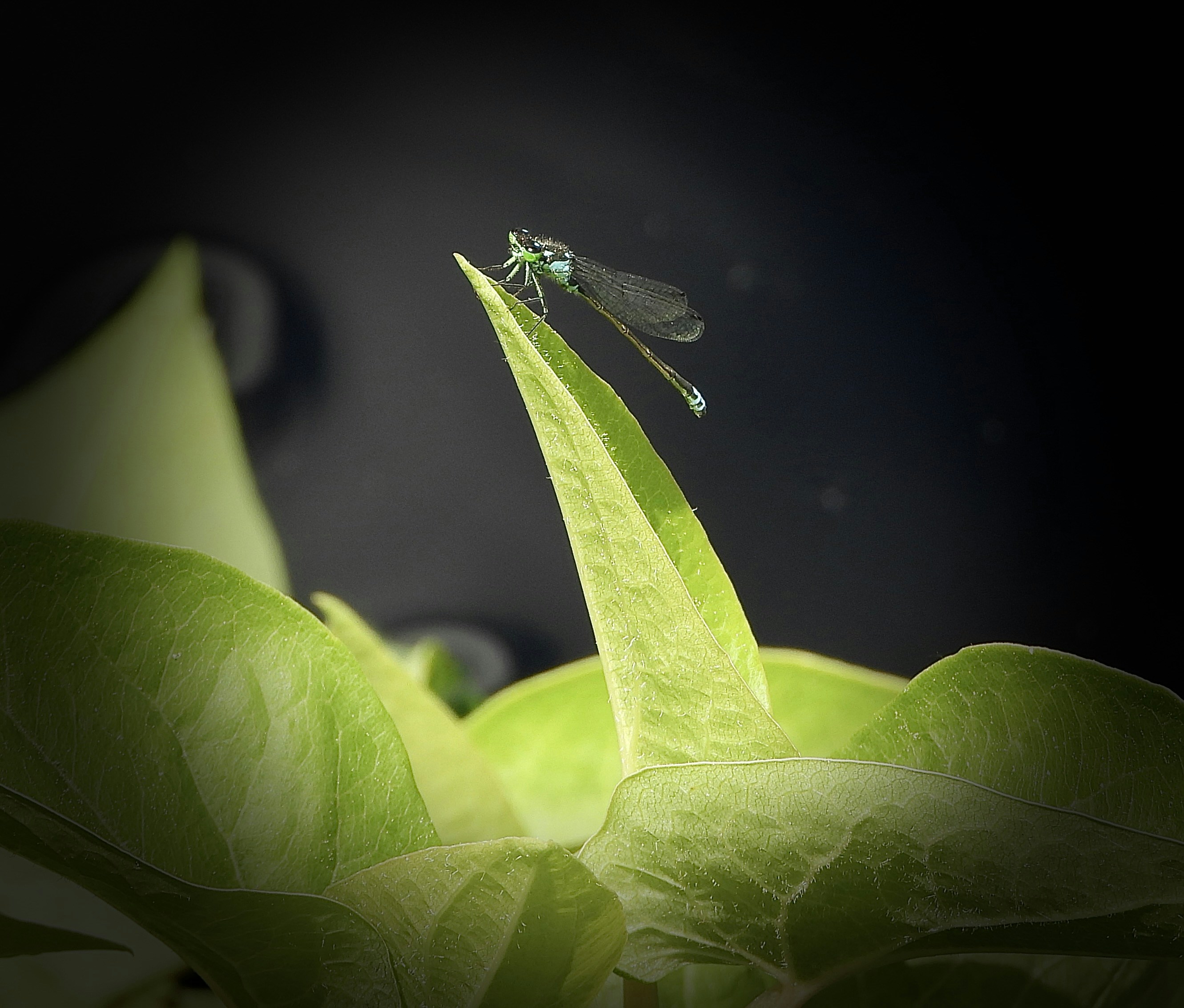 Dragonfly Sentinel on a Leaf Tip in Velvet Backlight