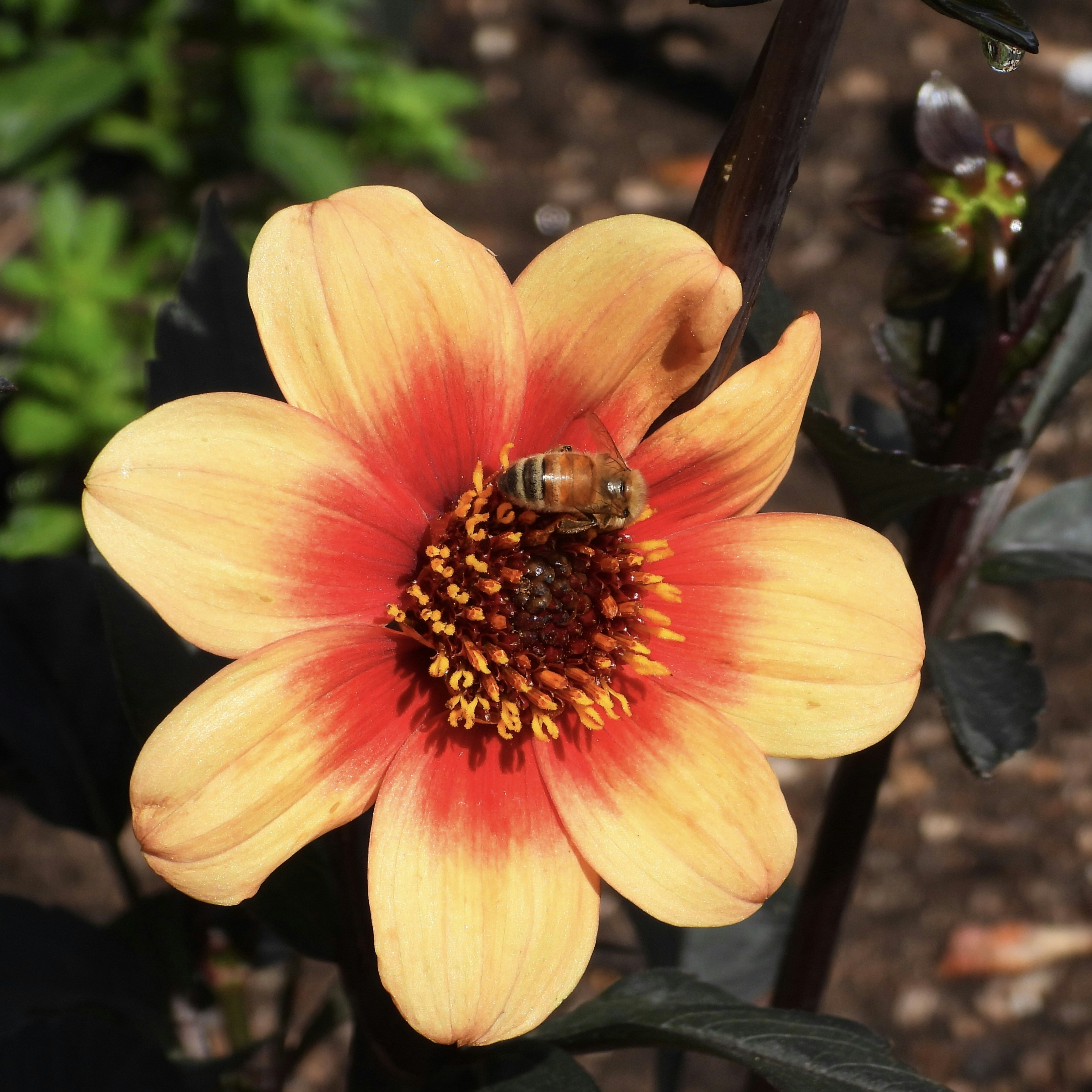 Honeybee at the Heart of a Peach-Pink Bloom