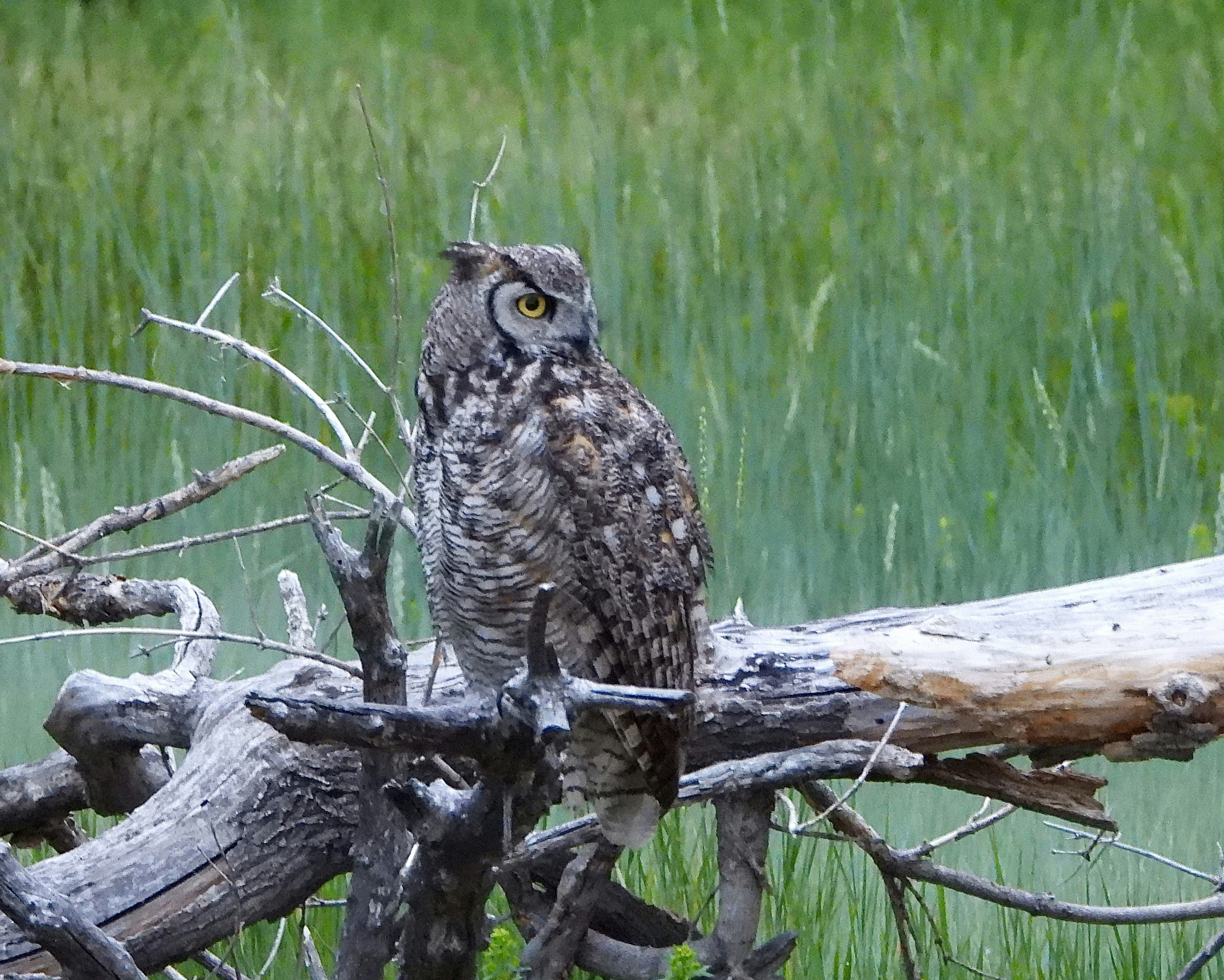 Gaze of the Driftwood Sentinel: Barred Owl on Weathered Branches