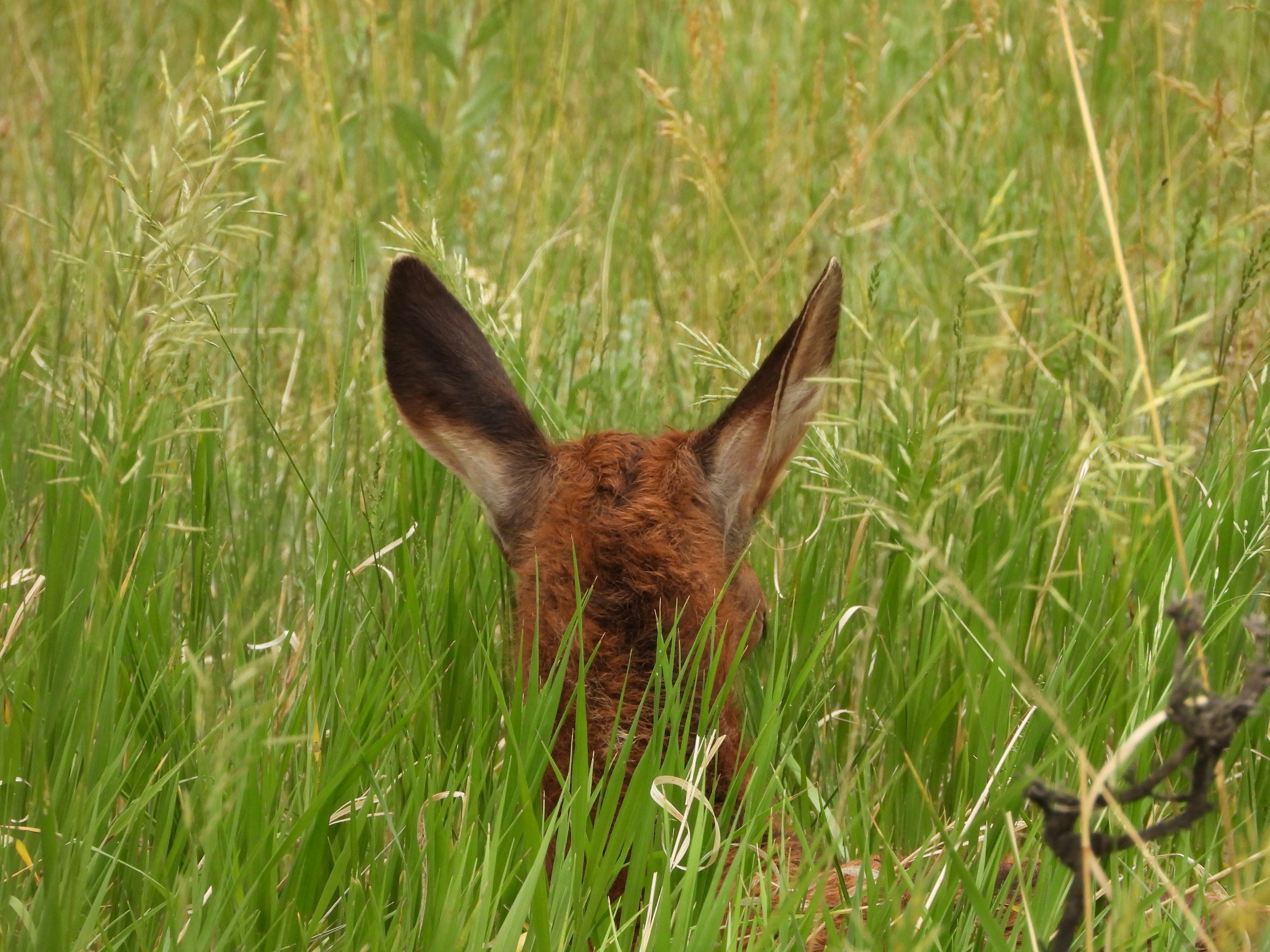 Photo by christie greene with Nikon Coolpix P1000