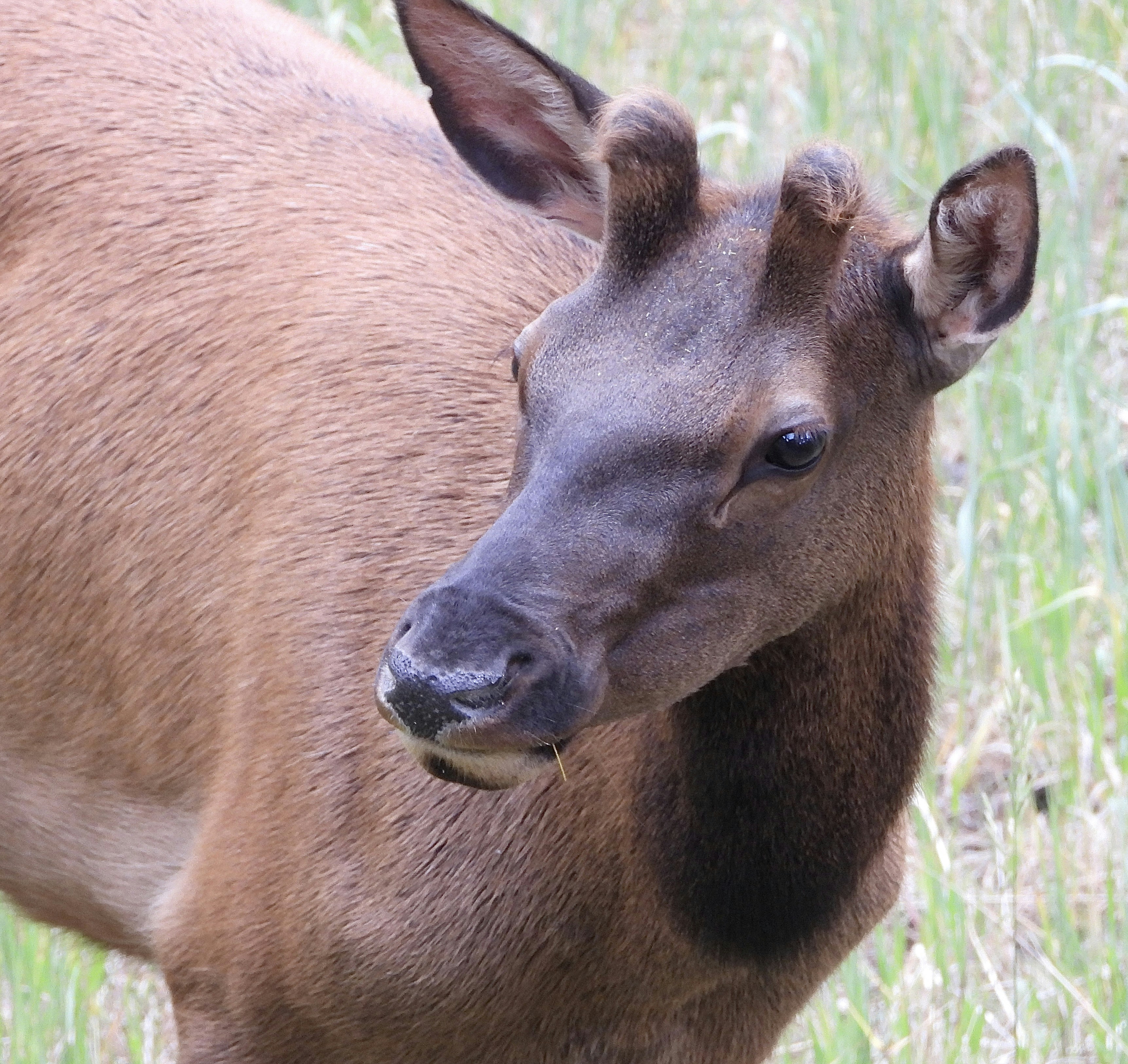 Evening Gaze: A Tapir's Quiet Moment in Grasses