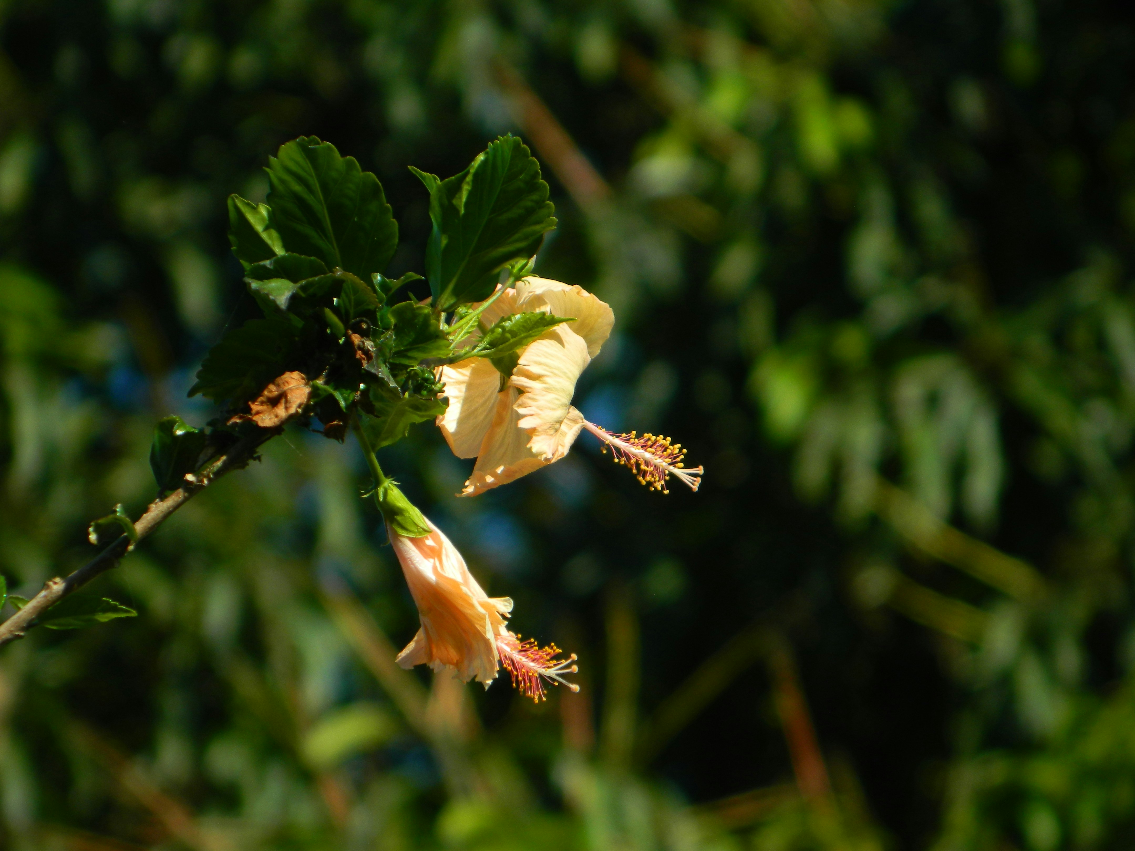 Photo by ashinJPG with Nikon Coolpix L120