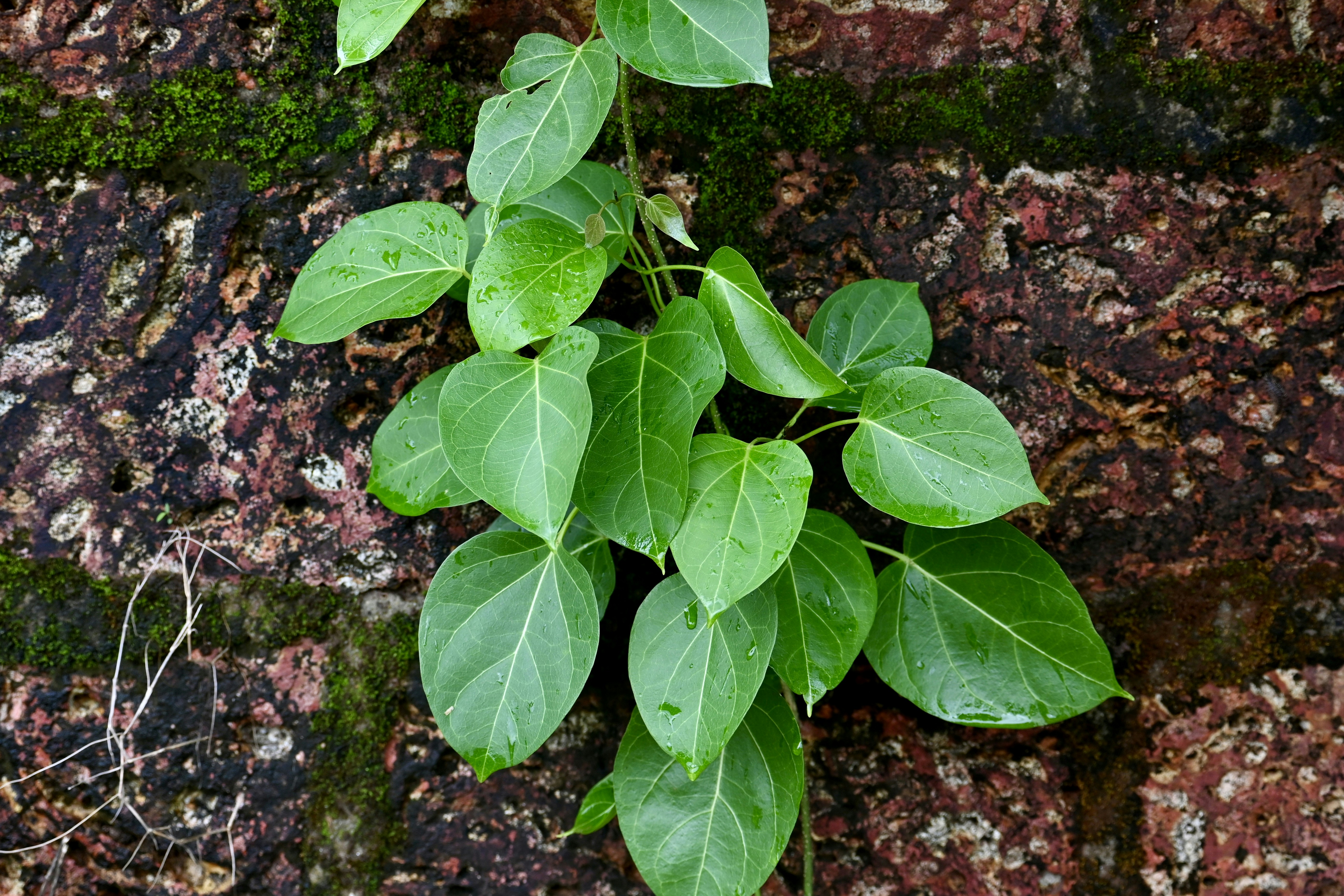 Just some leaves against a laterite stone wall background.