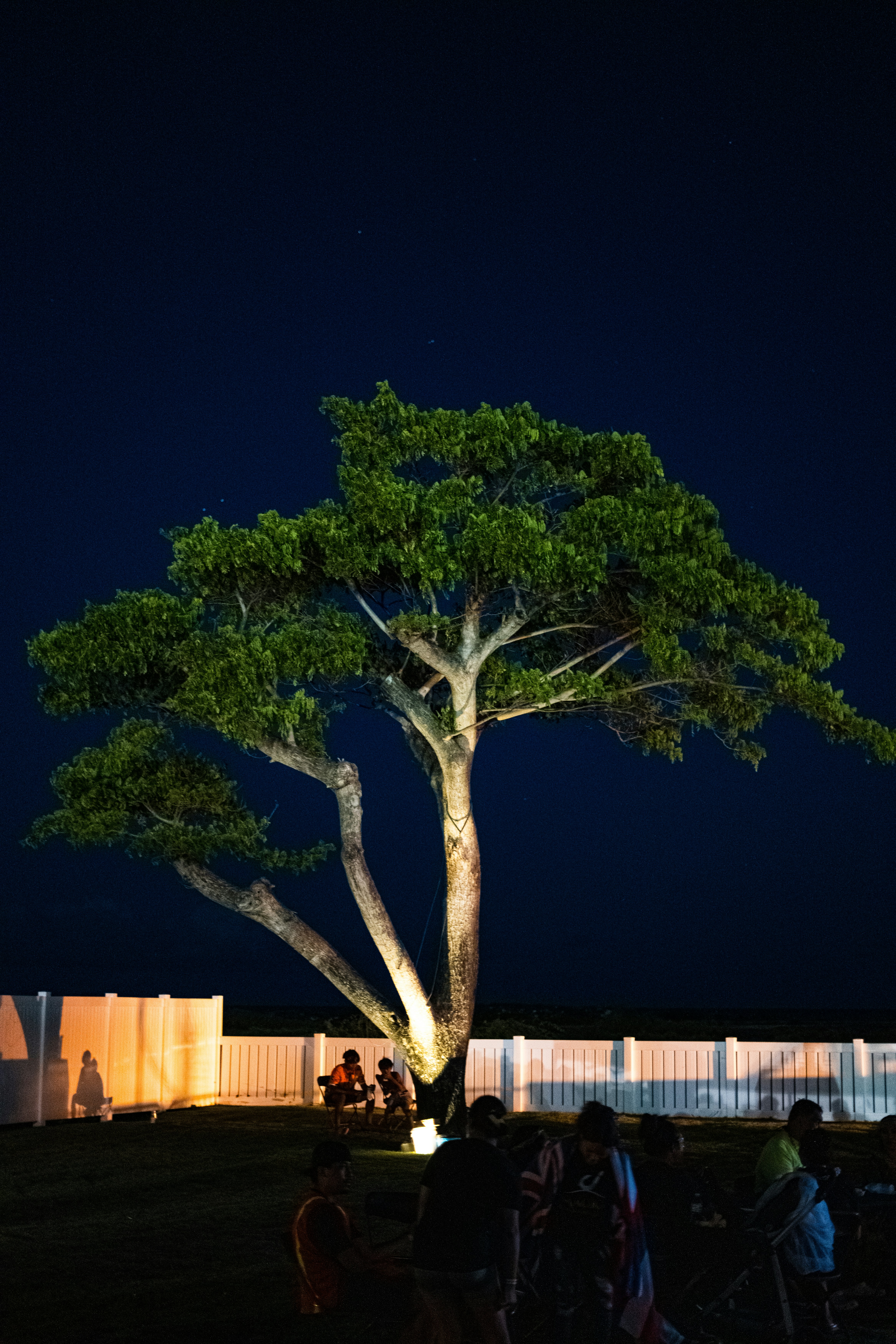 Underlit Arboreal Sentinel Against a Starry Night