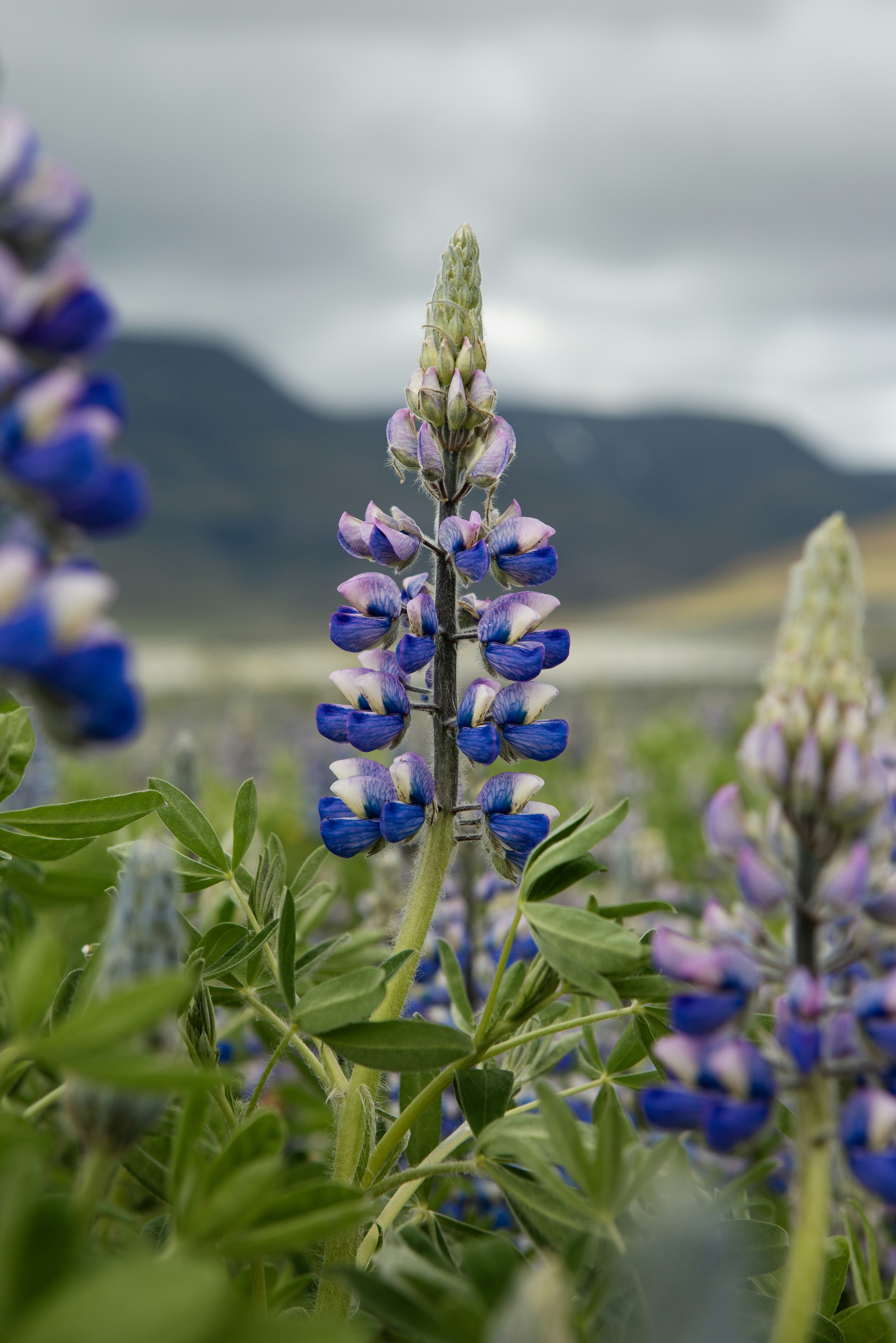 A field of purple flowers with mountains in the backgroundLouise Pilgaard
