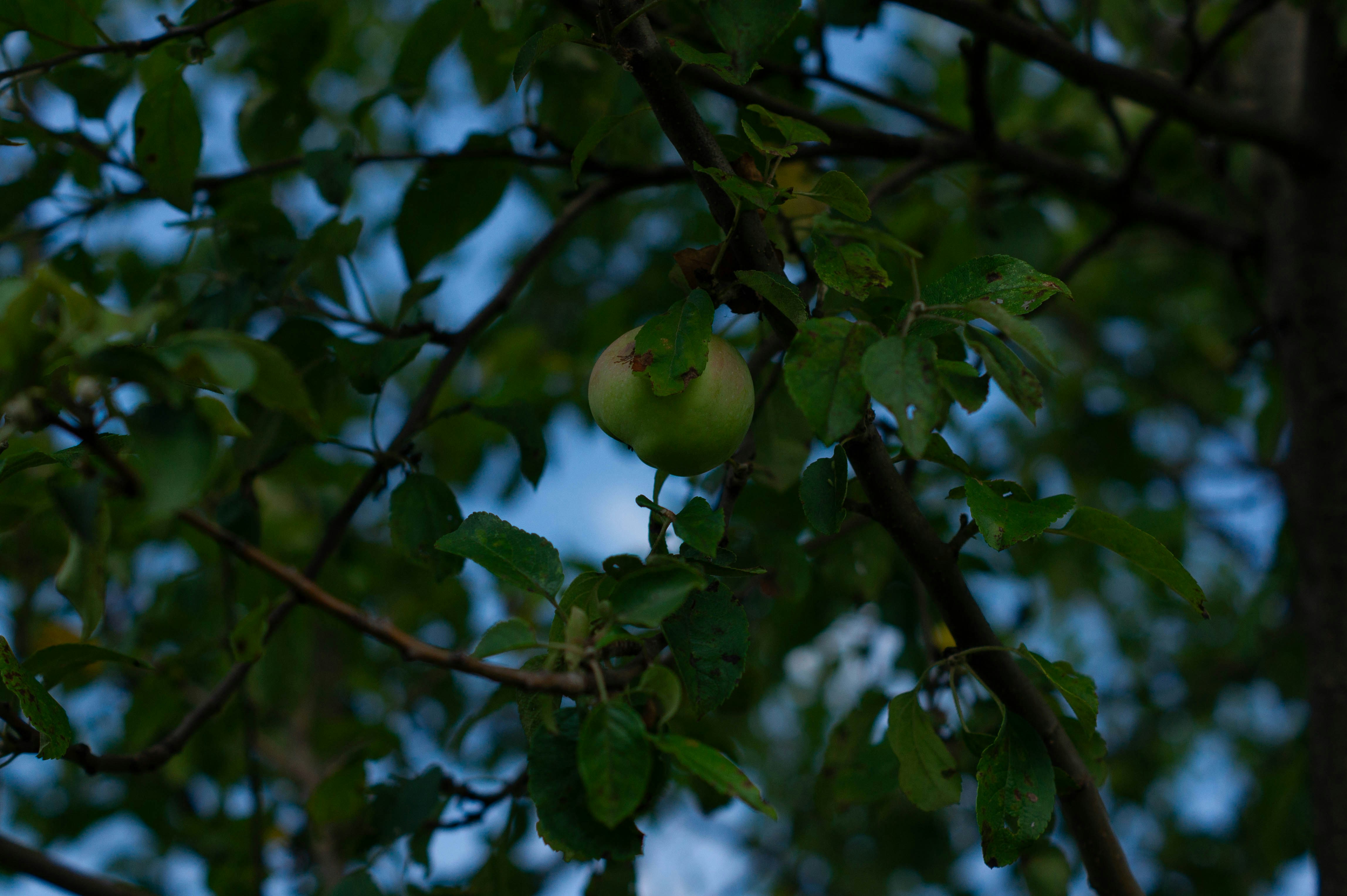 Green apple rests among dense leaves in a dim, blue-toned canopy. The scene highlights subdued color and ambient low-light atmosphere.