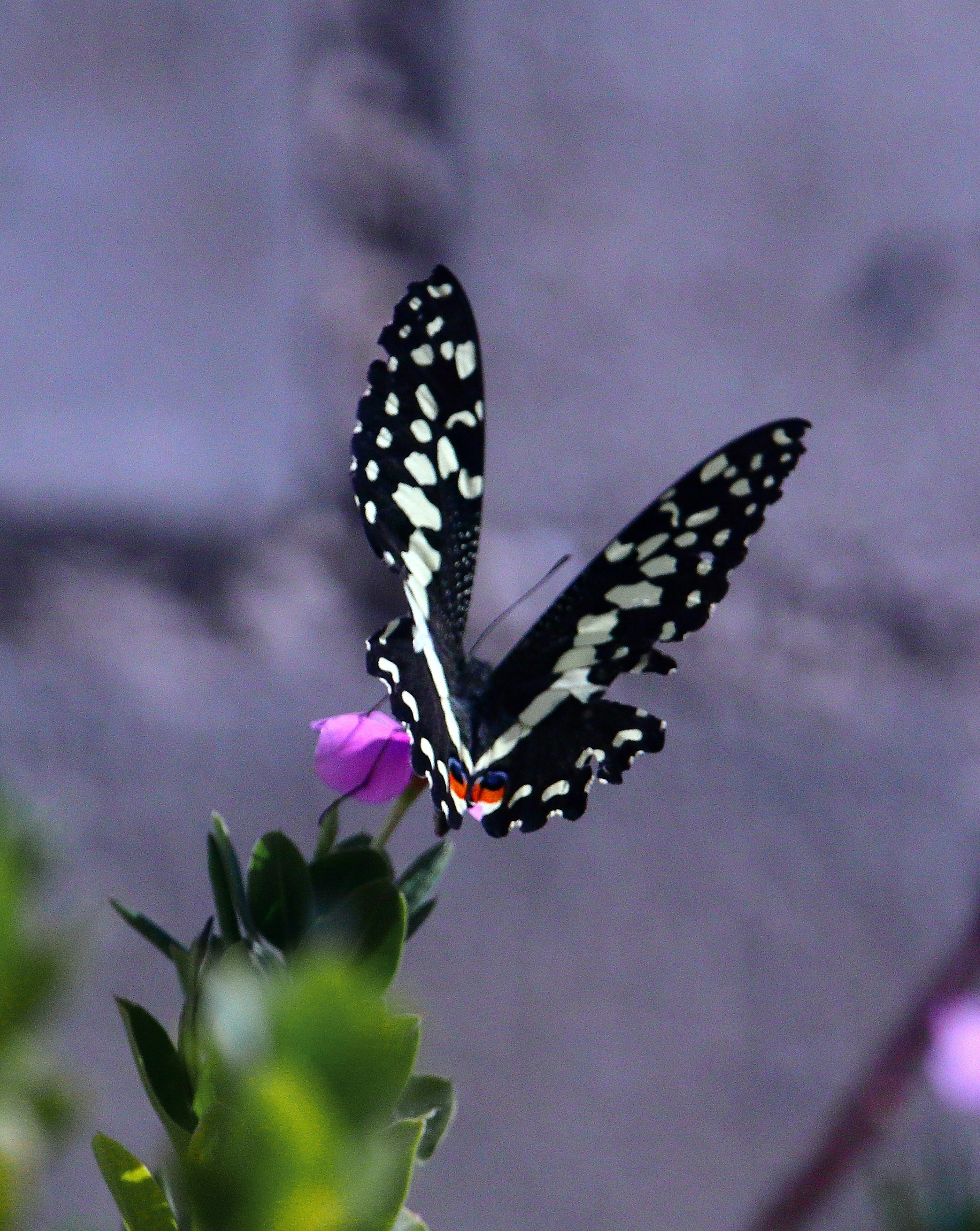 Wings in Pause: Black-and-White Swallowtail on a Pink Bud