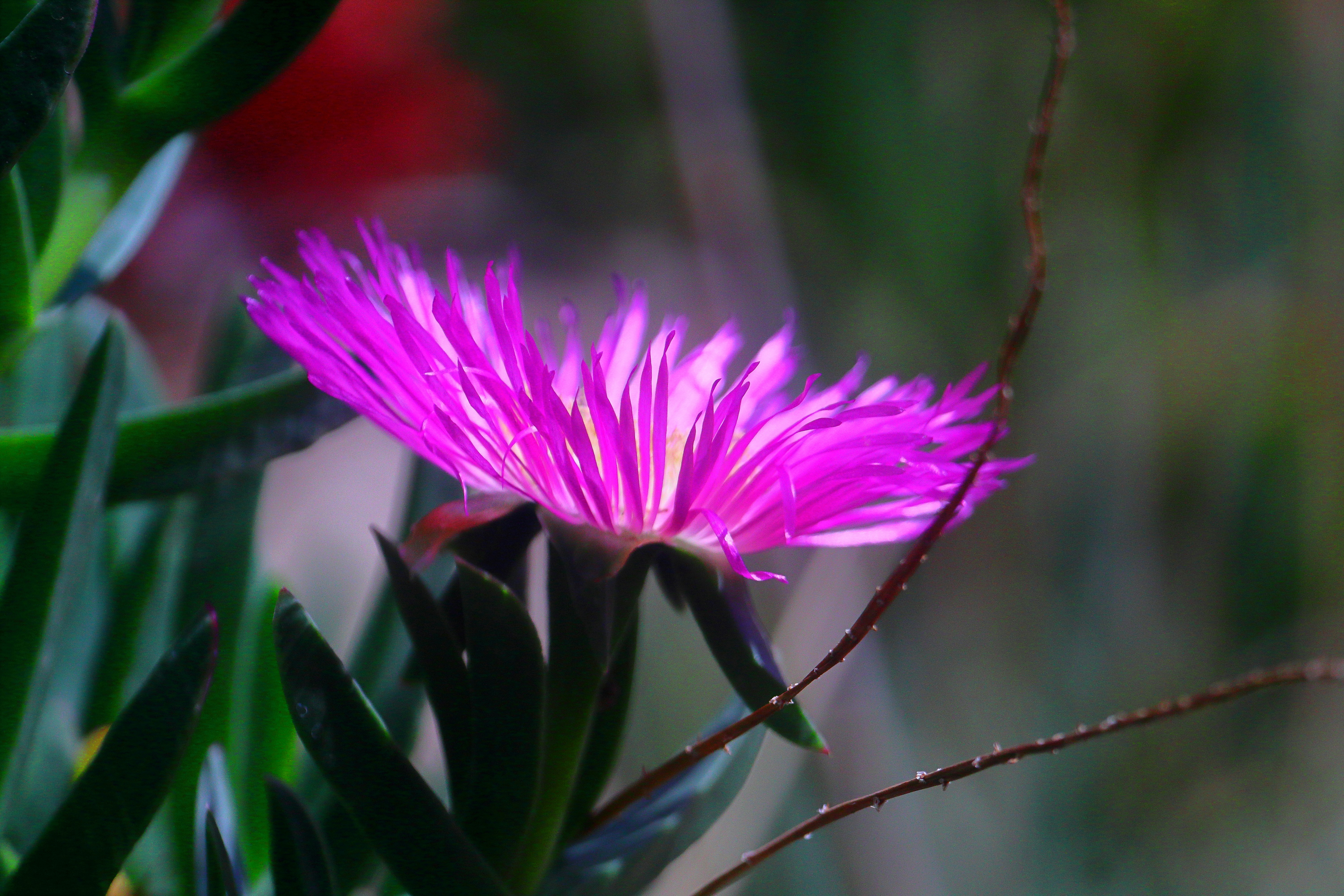 Magenta Fringe Blossom in a Soft-Focused Garden Backdrop