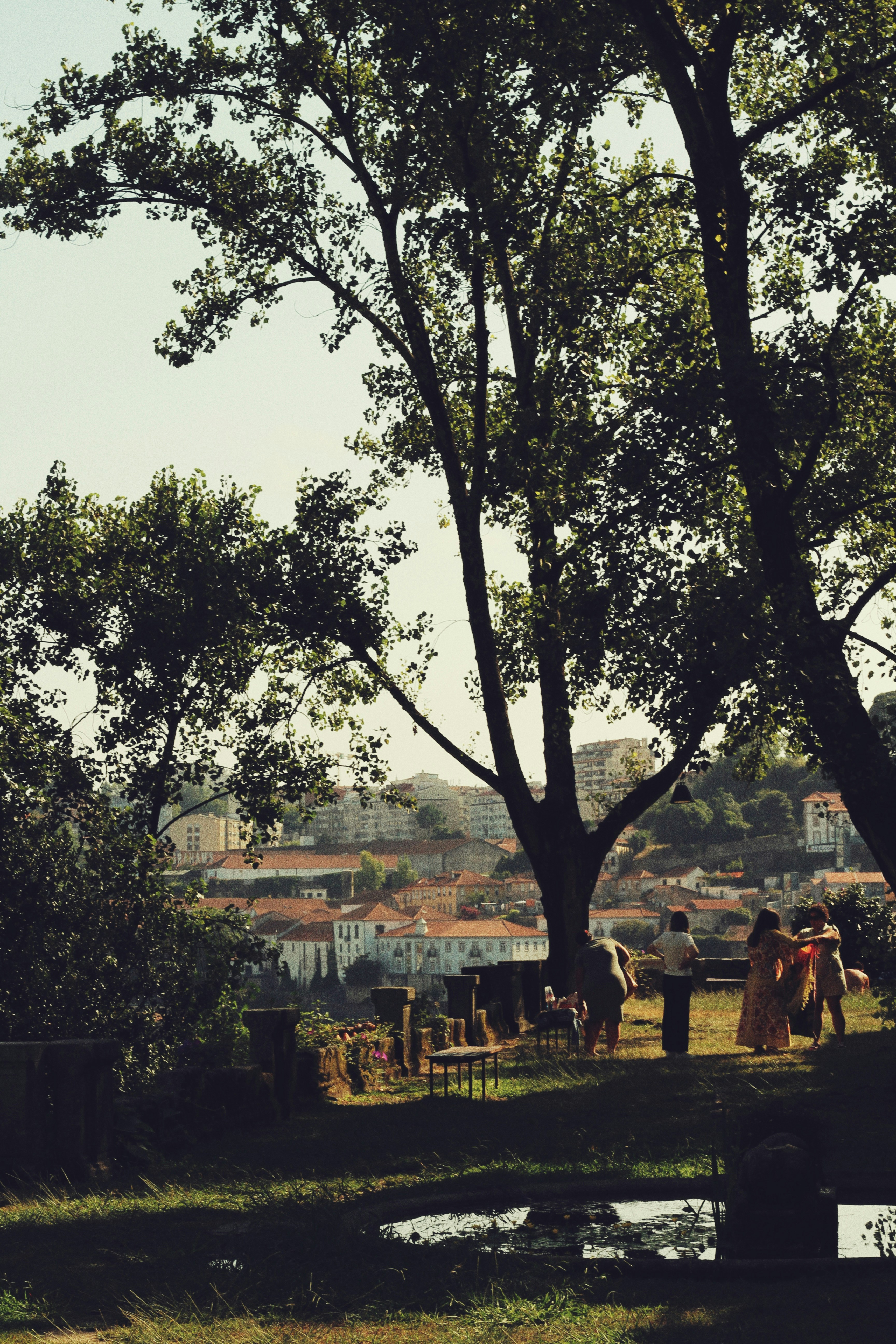 Dusk in the Park: Silhouettes Beneath a Looming Tree Over a Town with Red Roofs