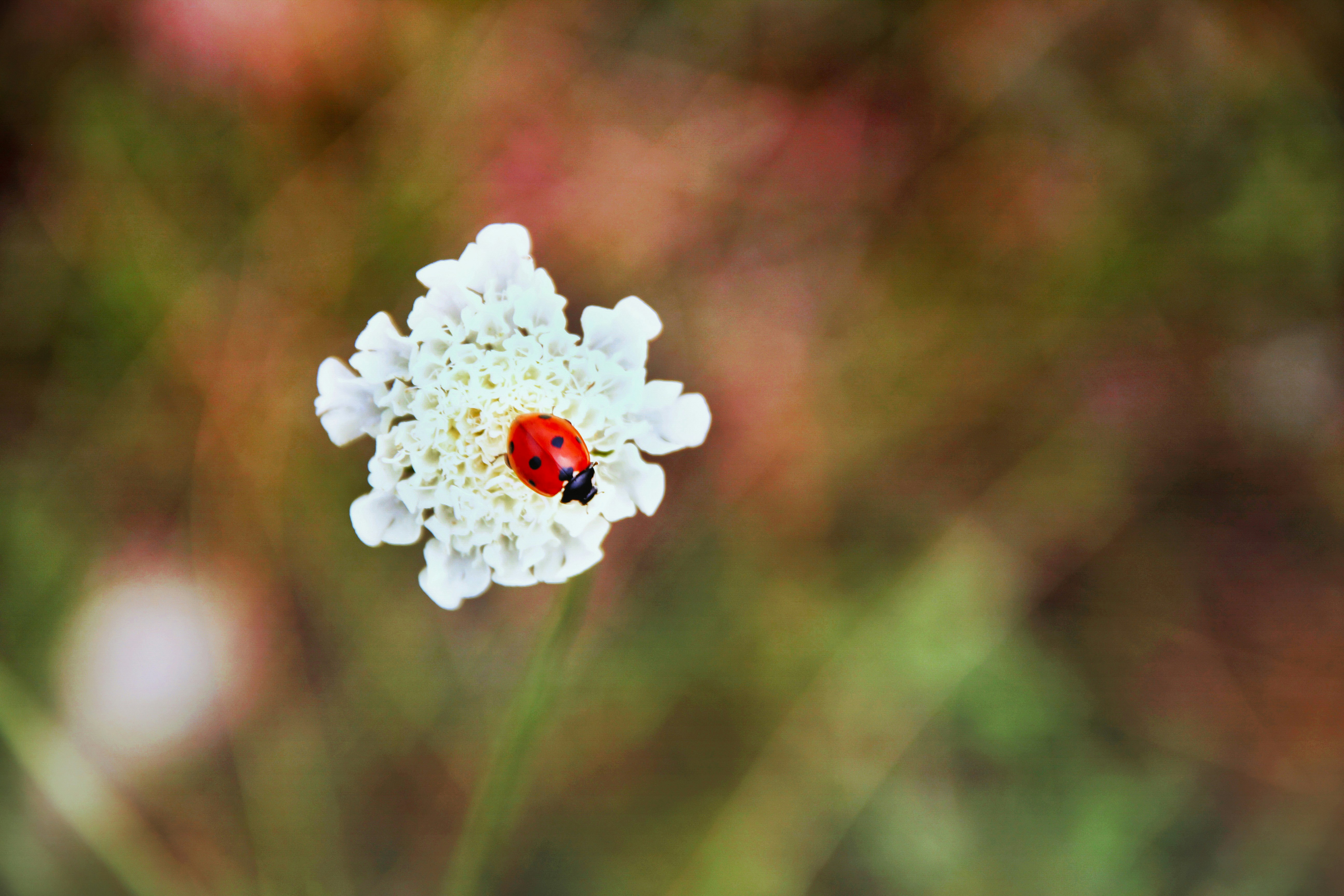 Ladybug on Snow-White Bloom: A Tiny Red Spotlight in Soft Focus